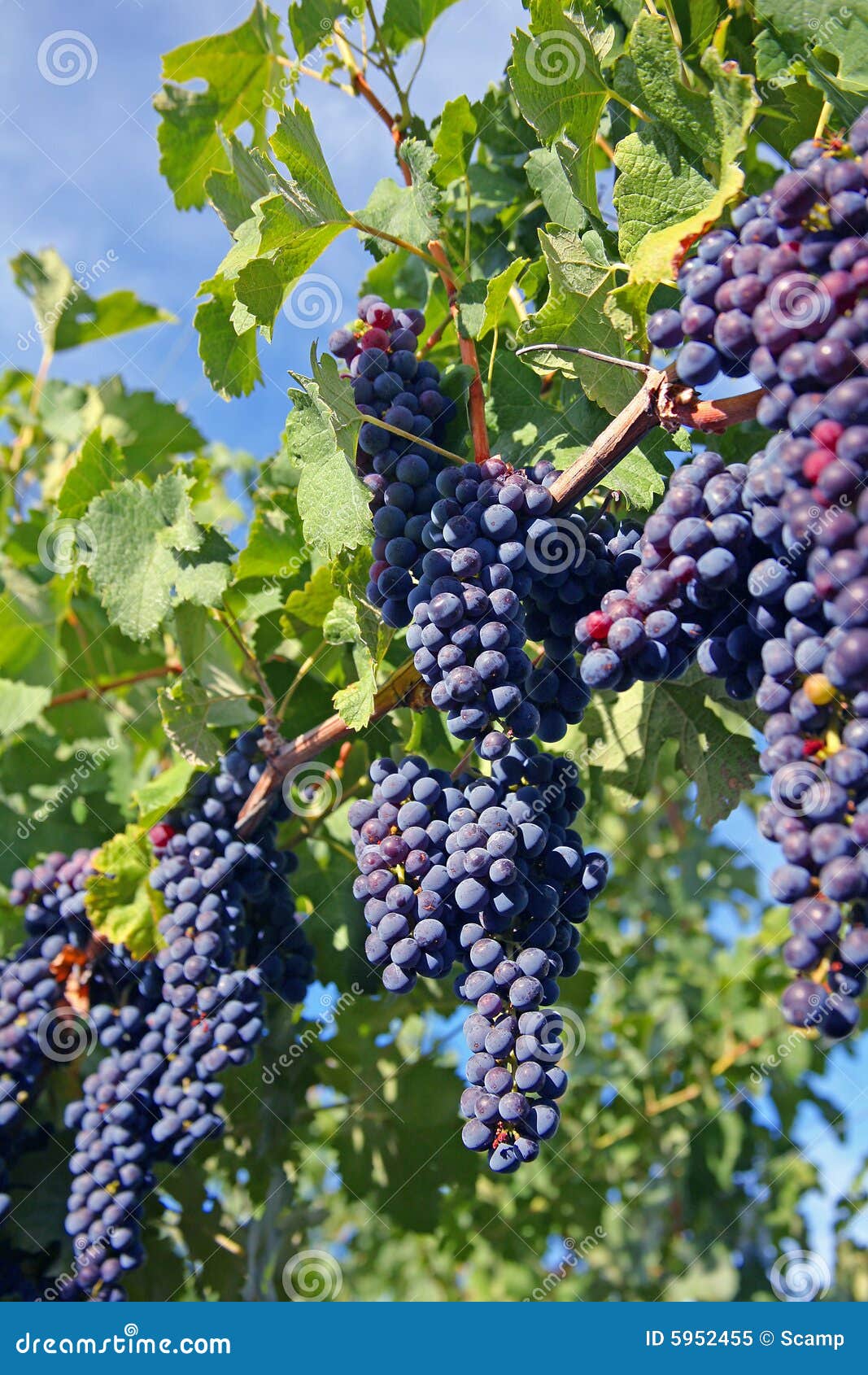 Uvas del Merlot en viñedo imagen de archivo. Imagen de cosecha - 5952455