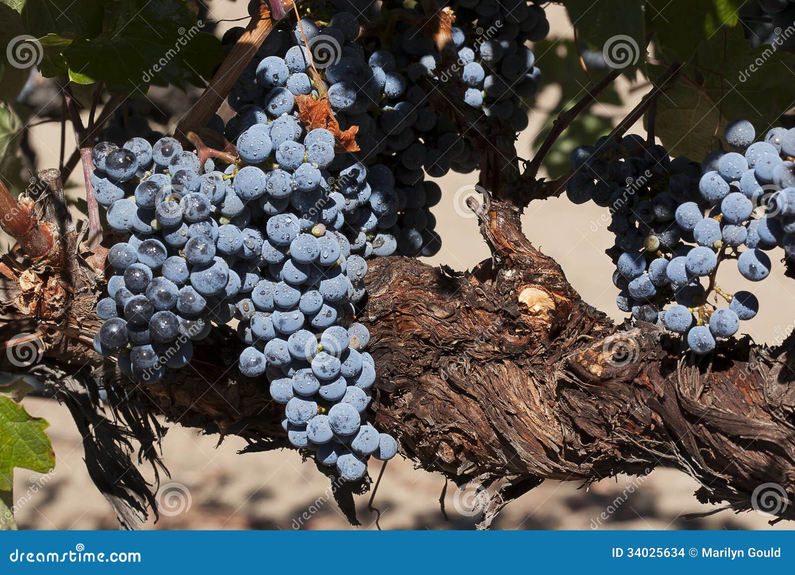 Uvas del Merlot en vid foto de archivo. Imagen de merlot - 34025634
