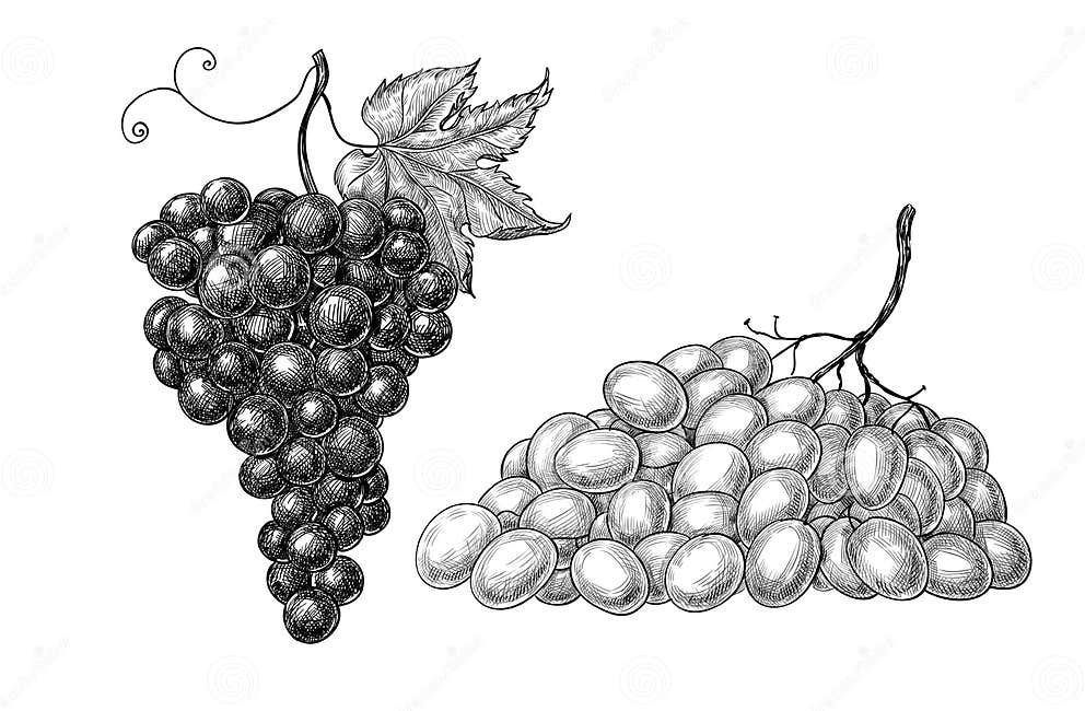 Uvas dibujadas mano ilustración del vector. Ilustración de vector ...