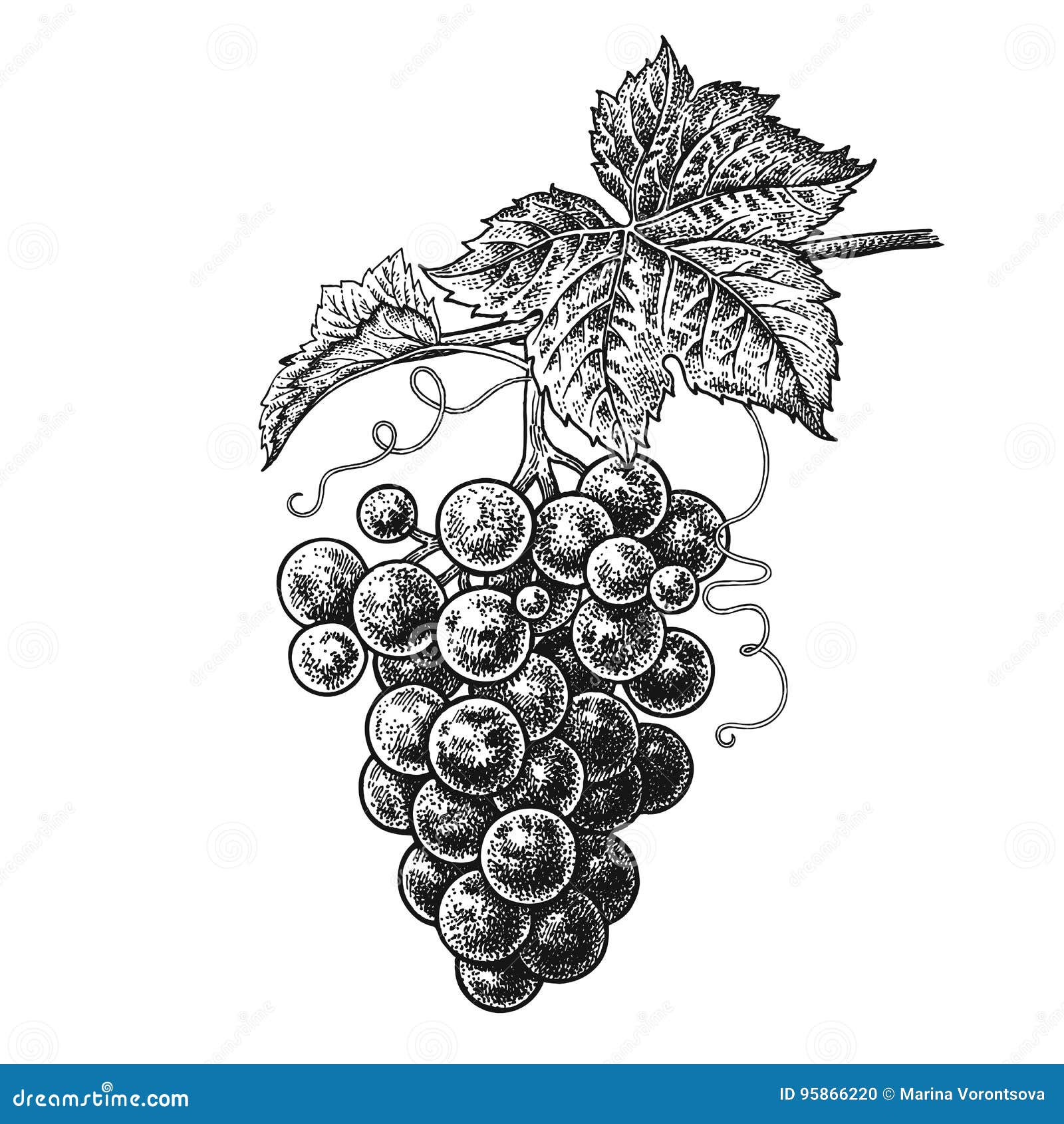 Uvas Dibujo Realista De La Mano Ilustración del Vector - Ilustración de ...