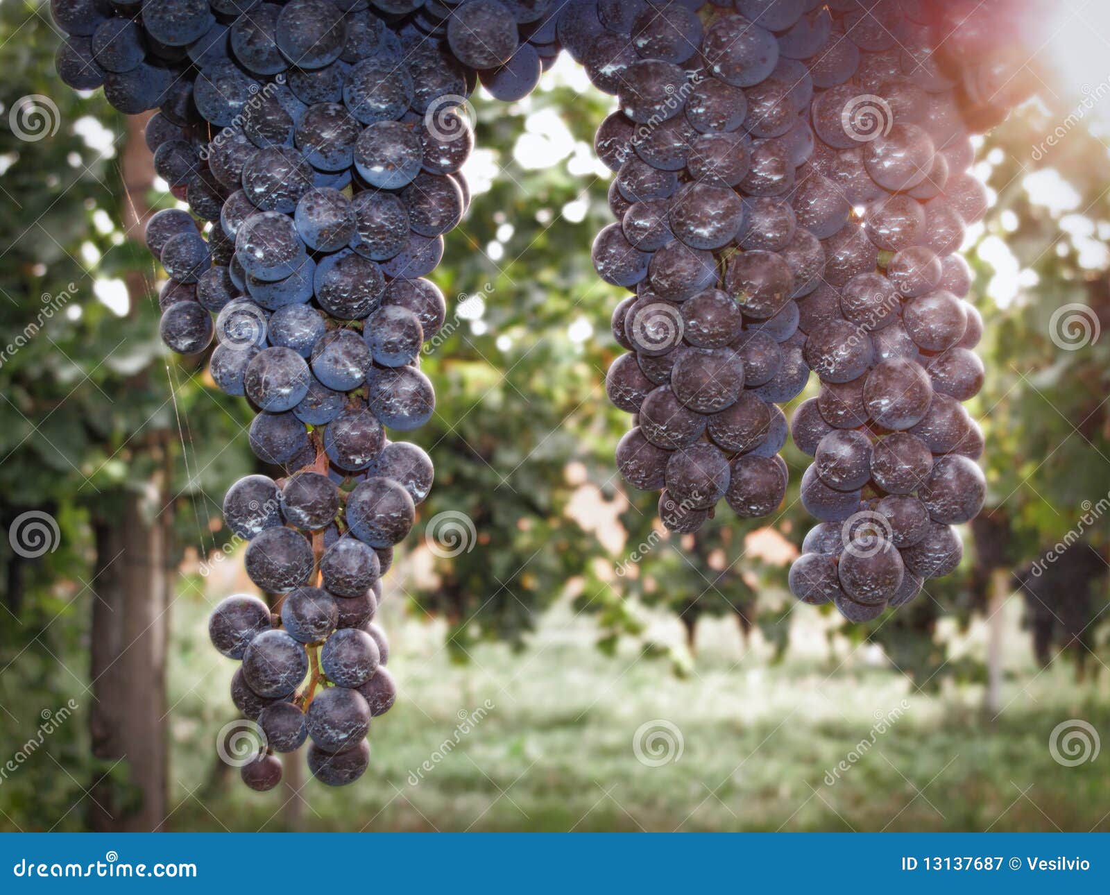 Uvas do Merlot imagem de stock. Imagem de uvas, nave - 13137687