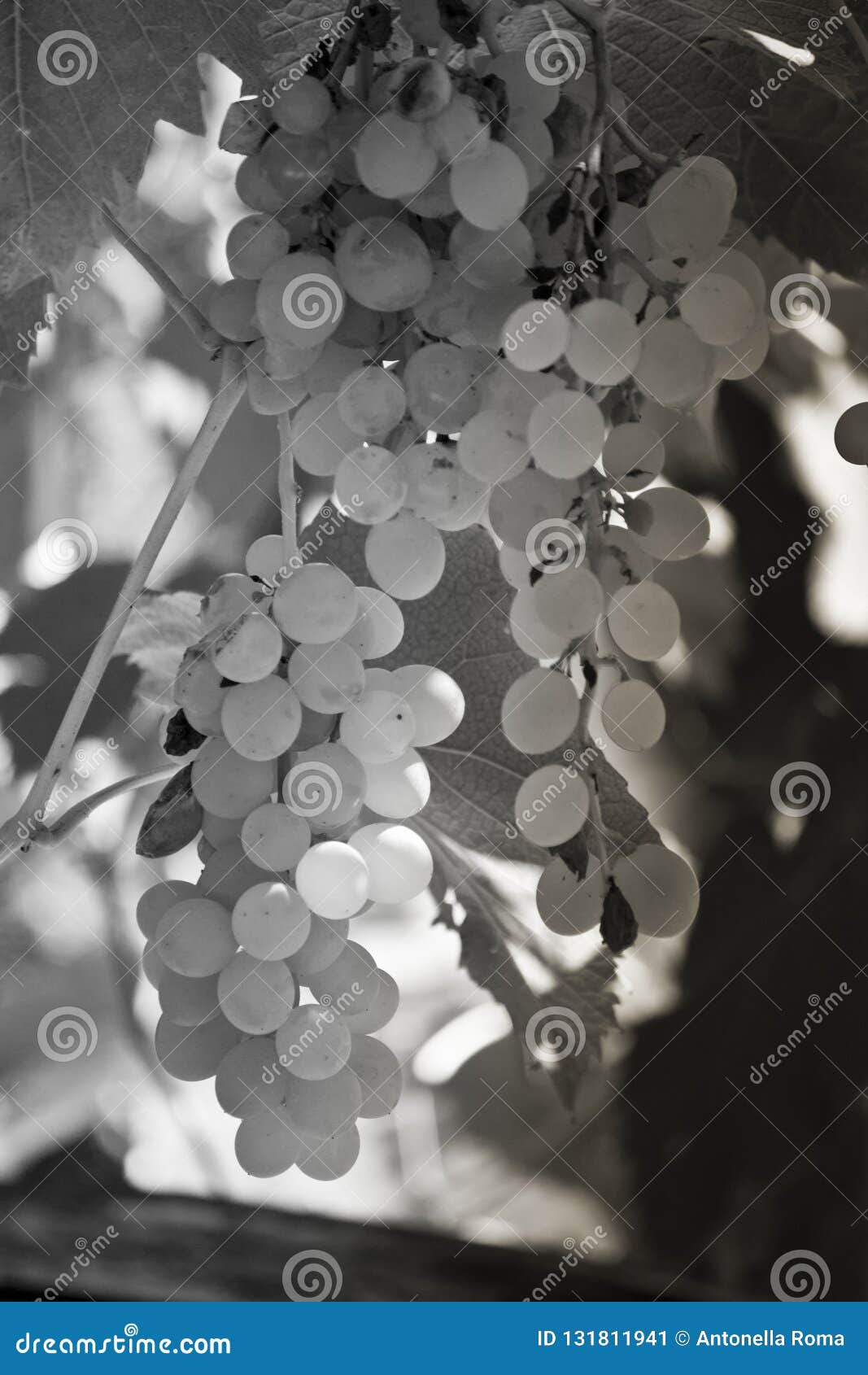 Uvas en blanco y negro imagen de archivo. Imagen de campo - 131811941