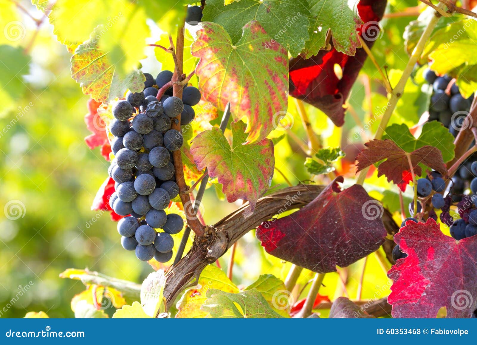 Uvas en el sol de octubre foto de archivo. Imagen de resorte - 60353468