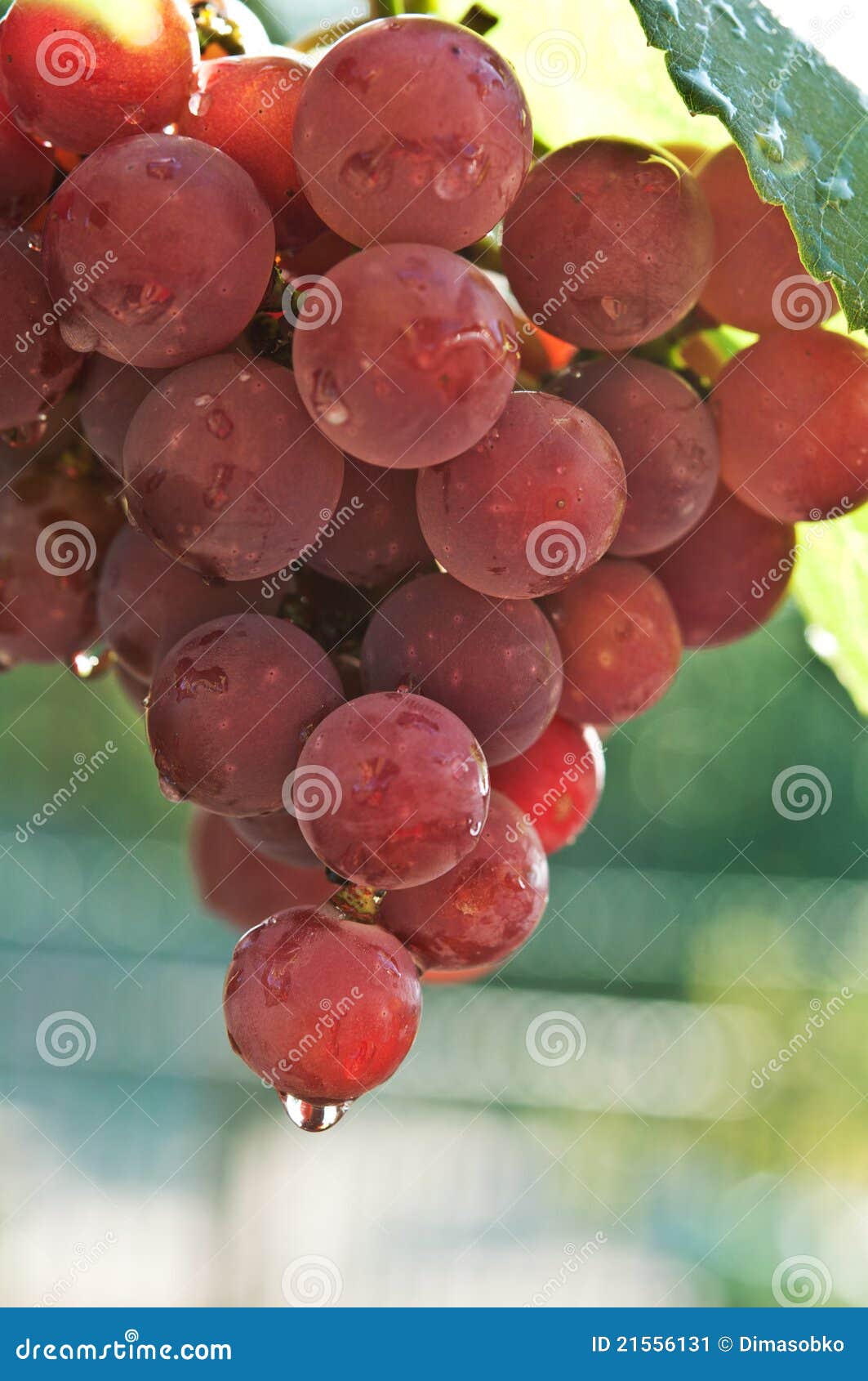 Uvas jugosas naturales imagen de archivo. Imagen de fruta - 21556131