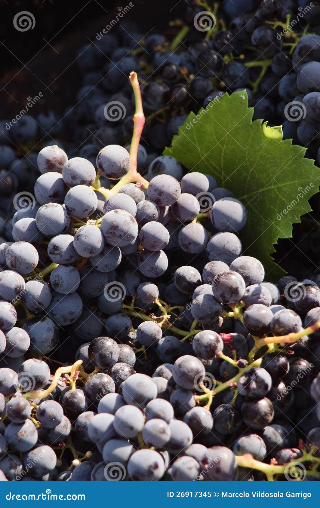 Uvas negras imagen de archivo. Imagen de fruta, vino - 26917345