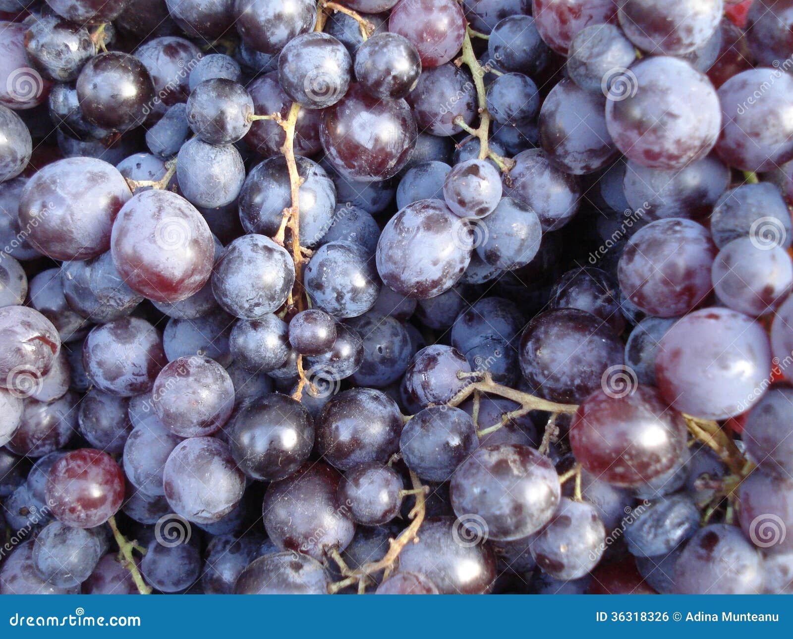 Uvas negras escogidas foto de archivo. Imagen de cierre - 36318326