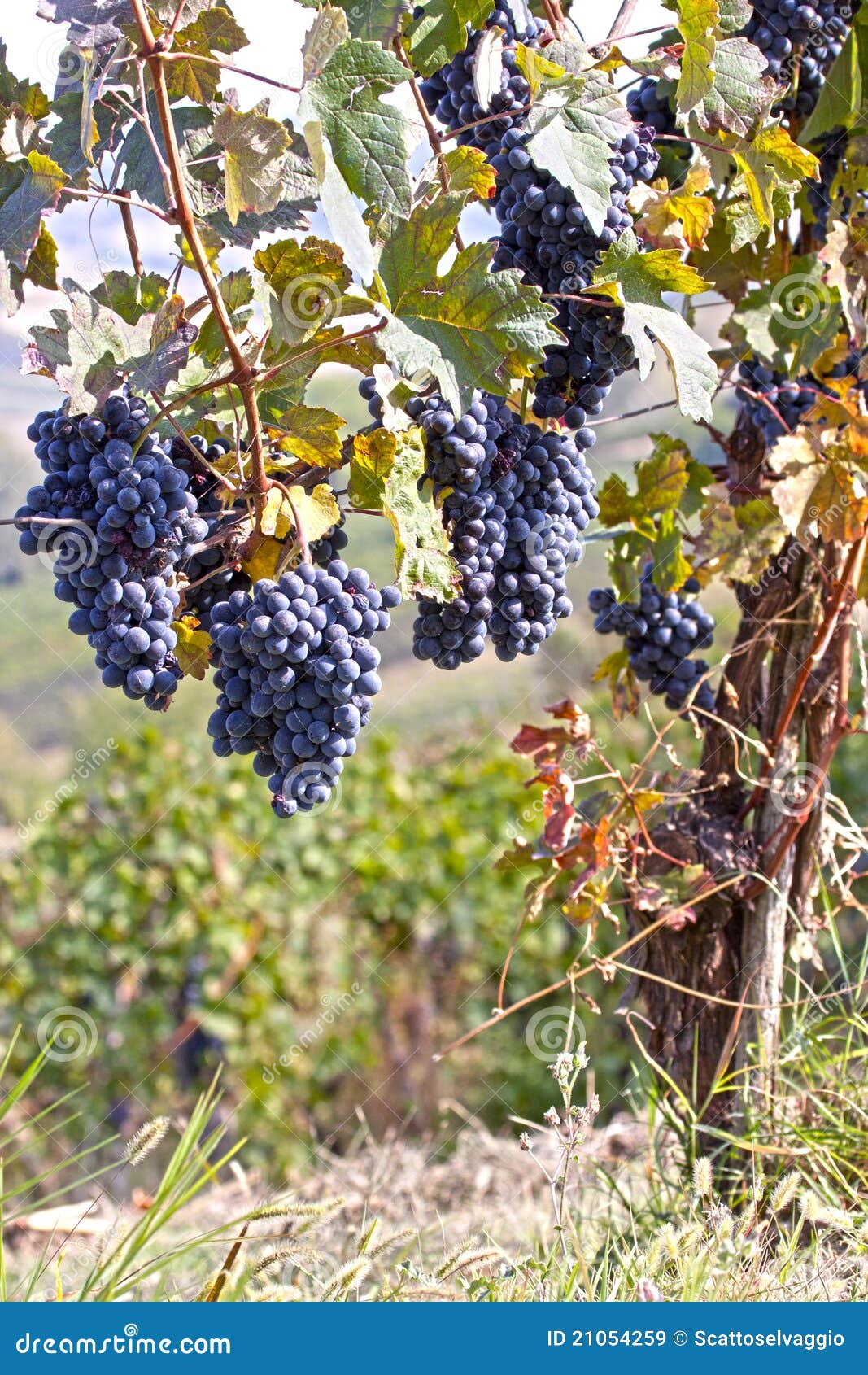 Uvas púrpuras imagen de archivo. Imagen de viticultura - 21054259
