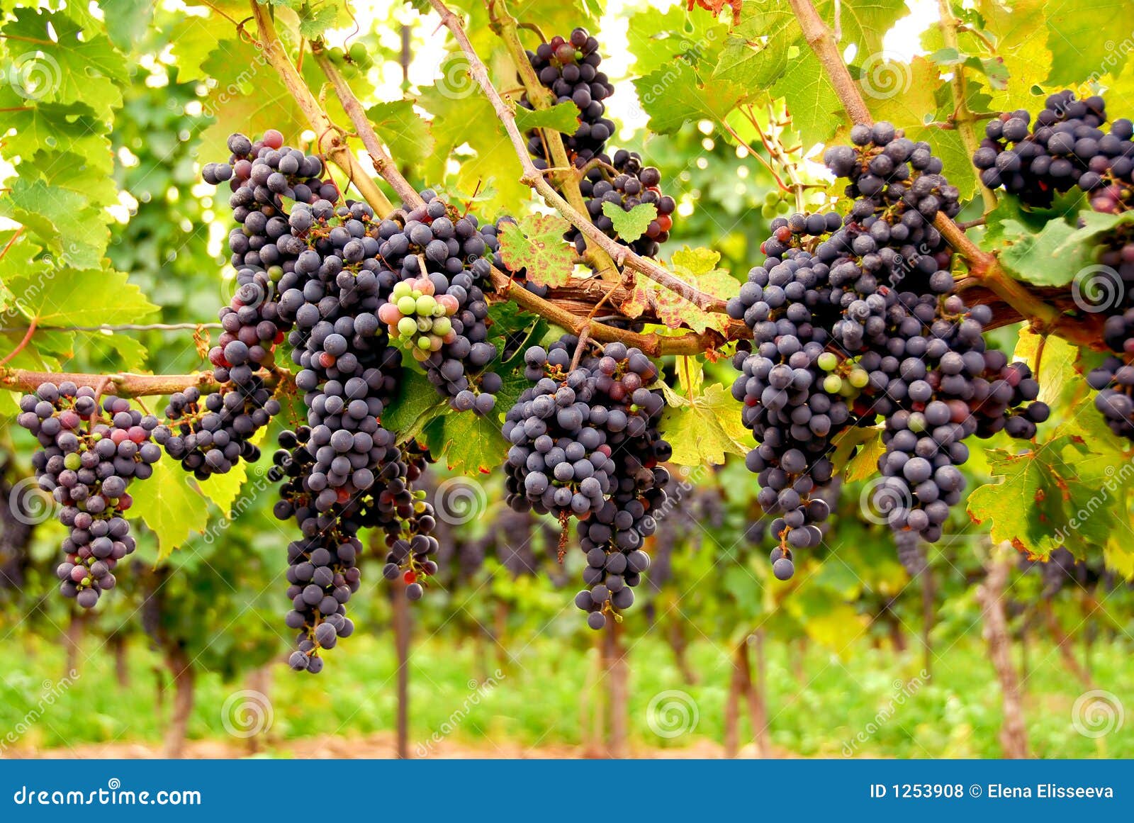 Uvas rojas foto de archivo. Imagen de campo, detalles - 1253908