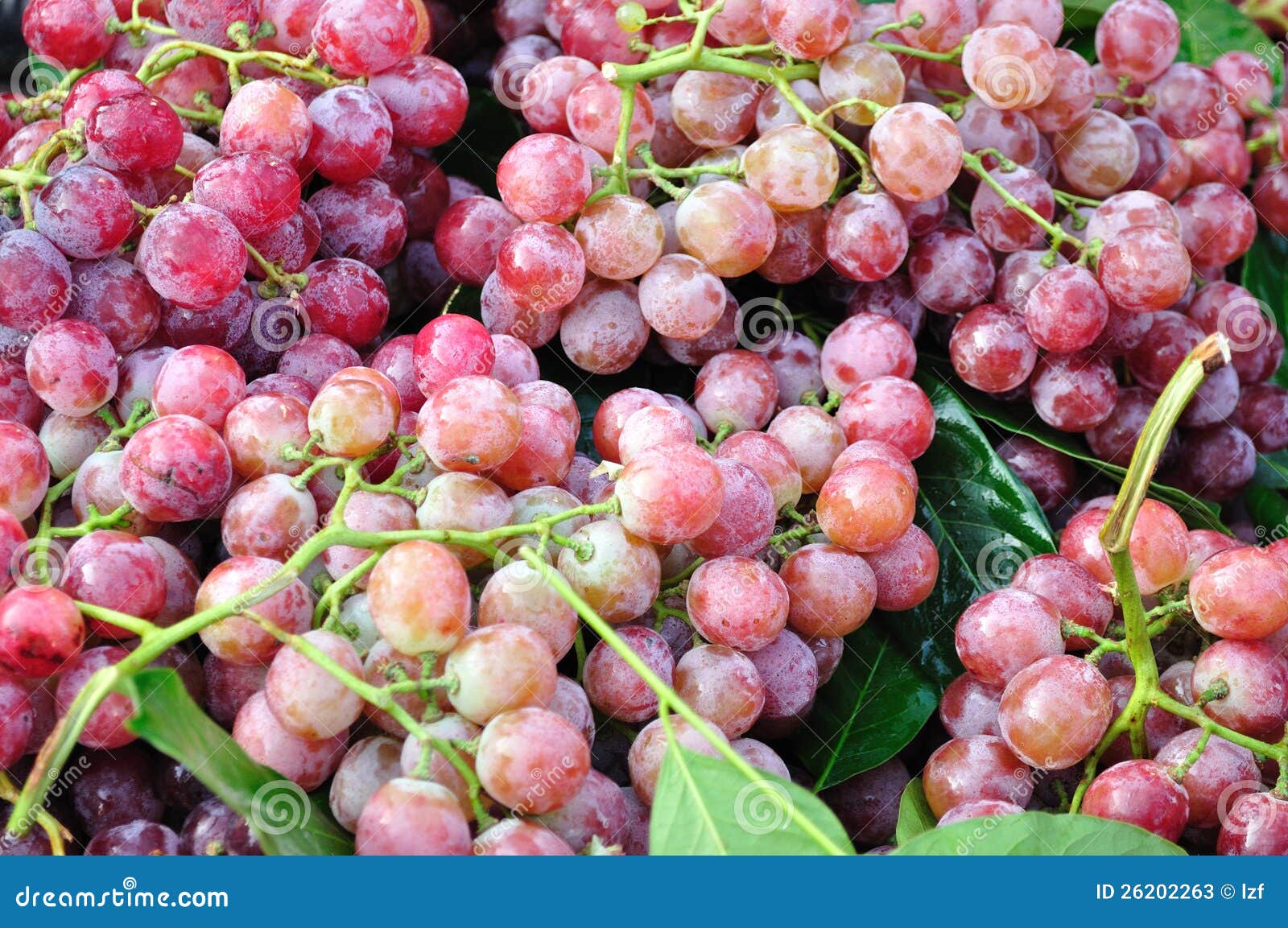Uvas rojas imagen de archivo. Imagen de fresco, granjero - 26202263
