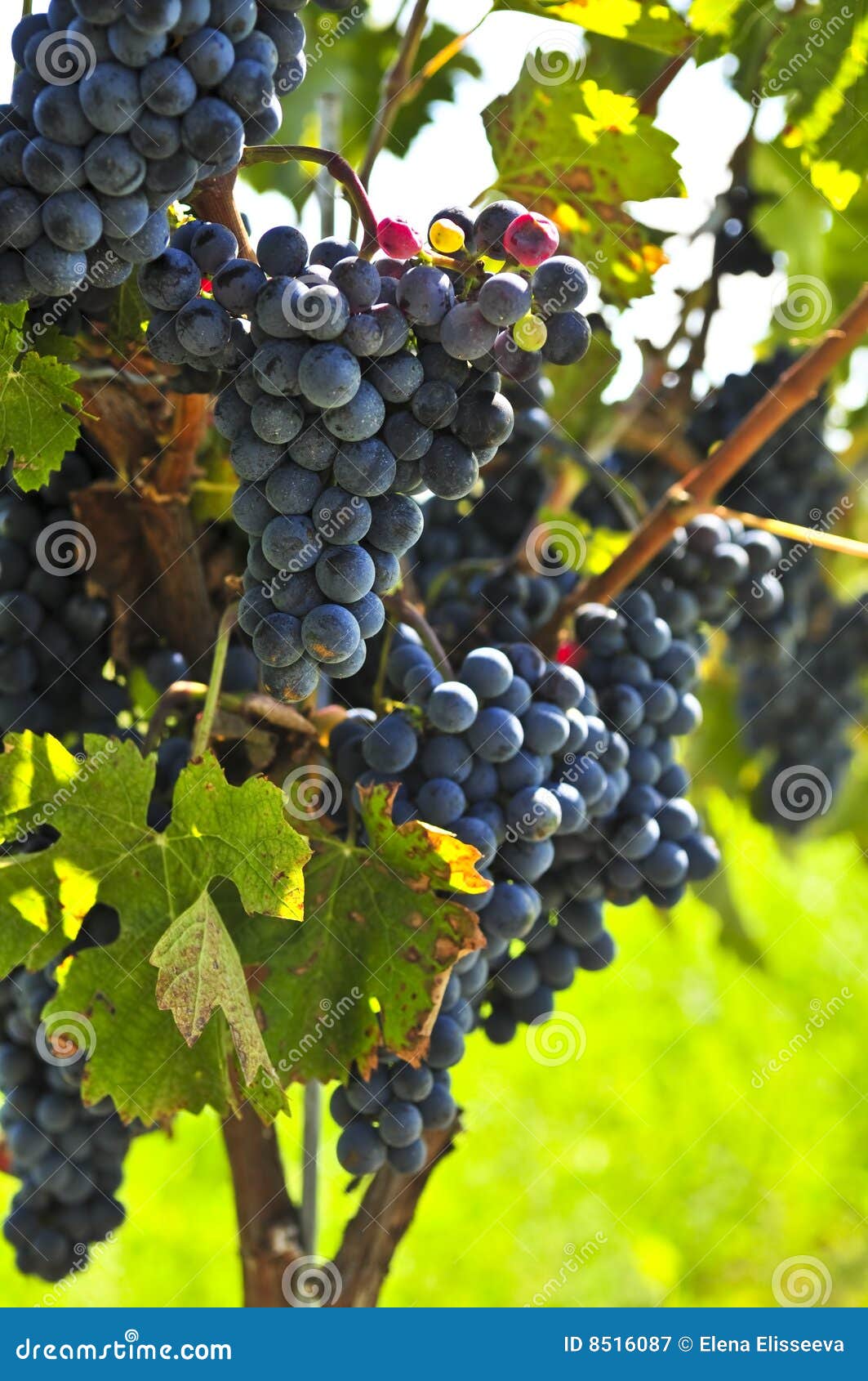 Uvas rojas imagen de archivo. Imagen de detalle, cosecha - 8516087