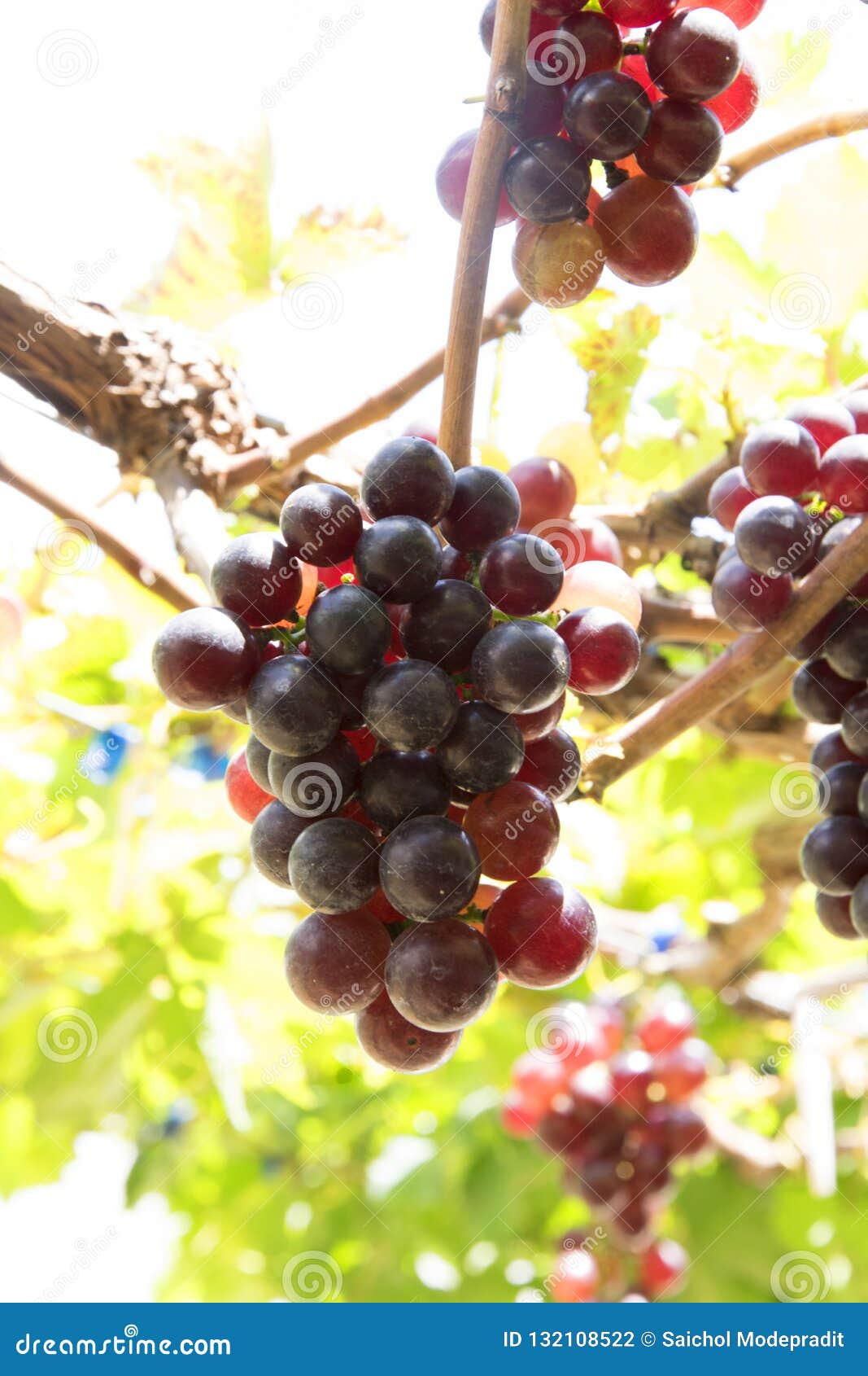 Uvas rojas en el vi?edo foto de archivo. Imagen de delicioso - 132108522