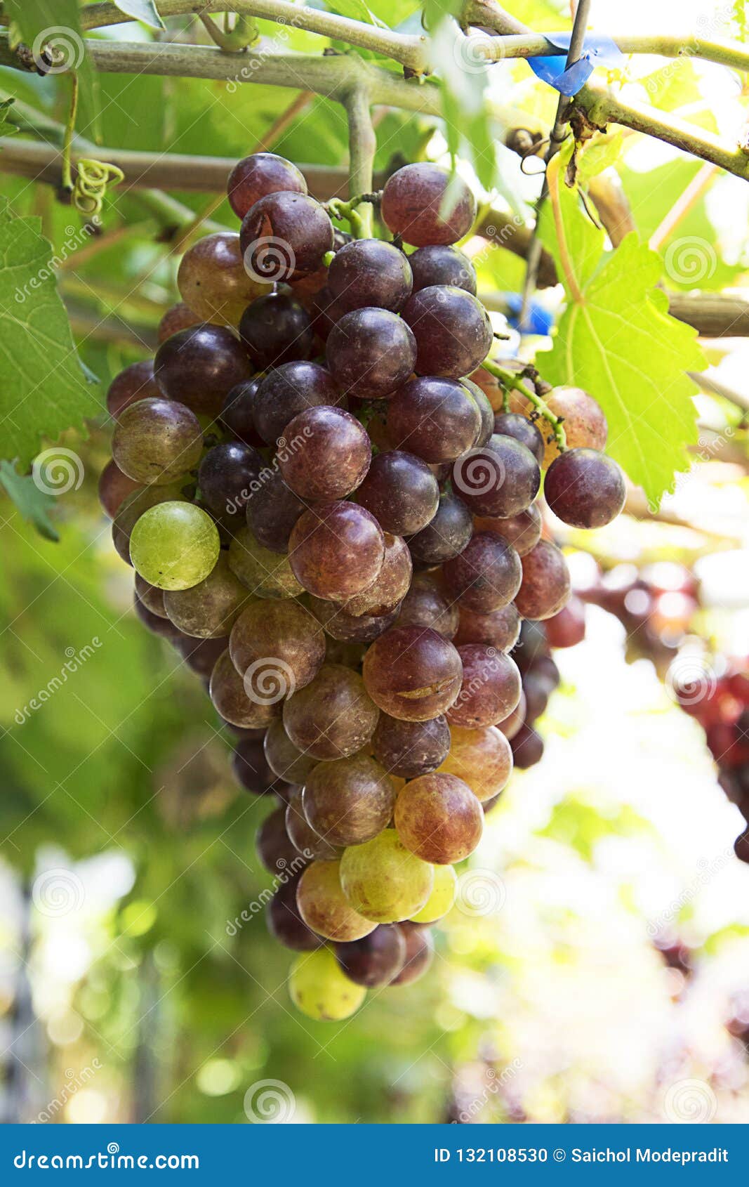 Uvas rojas en el vi?edo foto de archivo. Imagen de hojas - 132108530