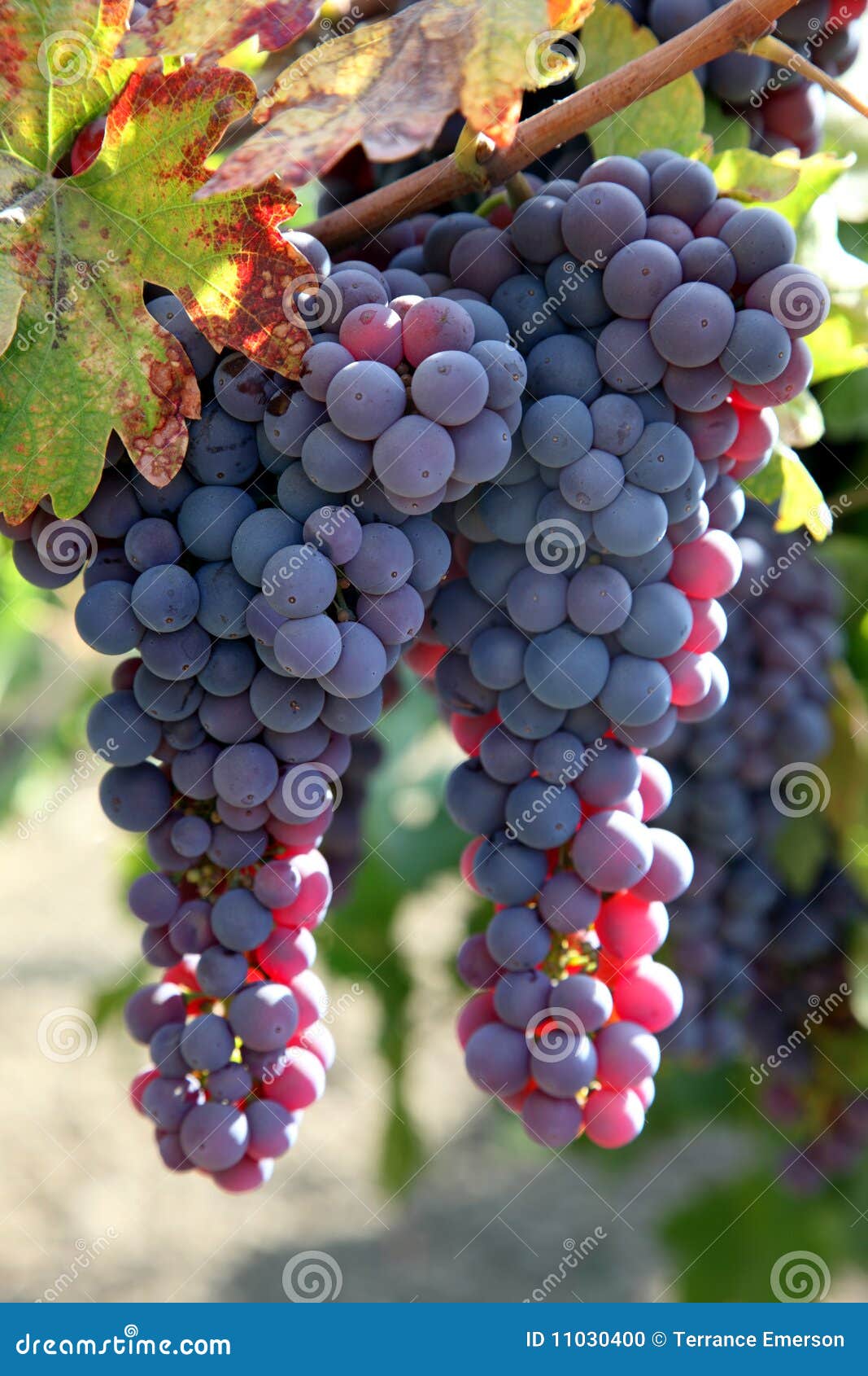 Uvas rojas en la vid foto de archivo. Imagen de varietal - 11030400