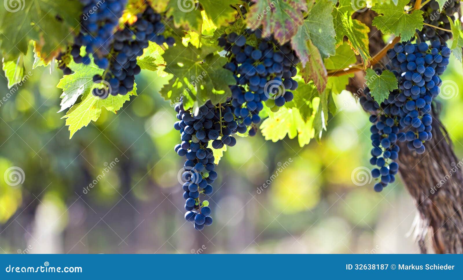 Uvas rojas en luz del sol imagen de archivo. Imagen de vino - 32638187