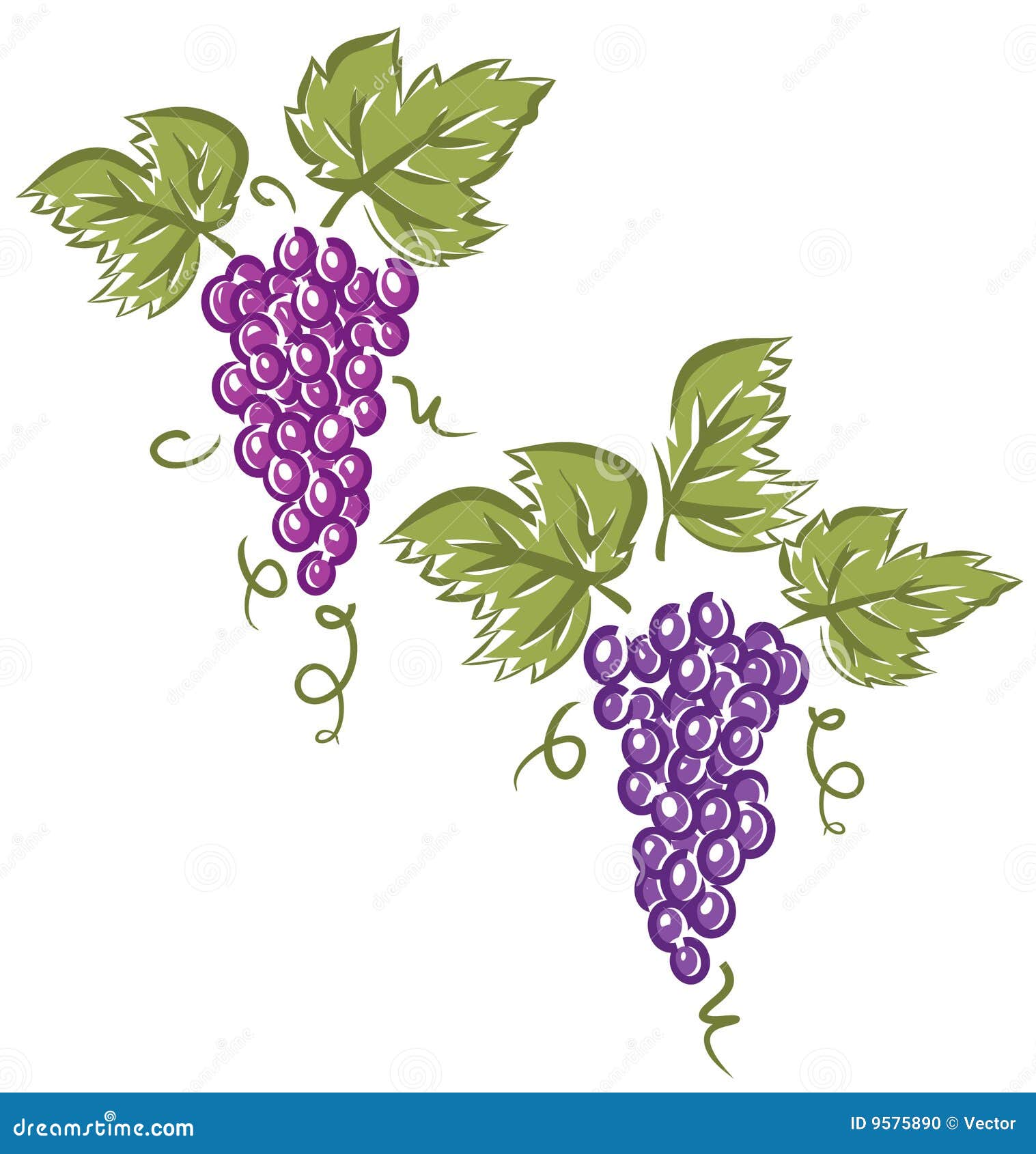 Uvas (vector) ilustración del vector. Ilustración de chardonnay - 9575890
