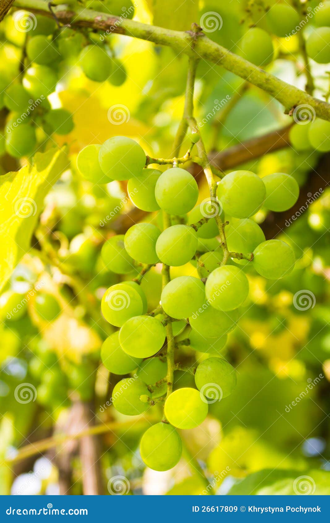 Uvas verdes imagem de stock. Imagem de colheita, suculento - 26617809