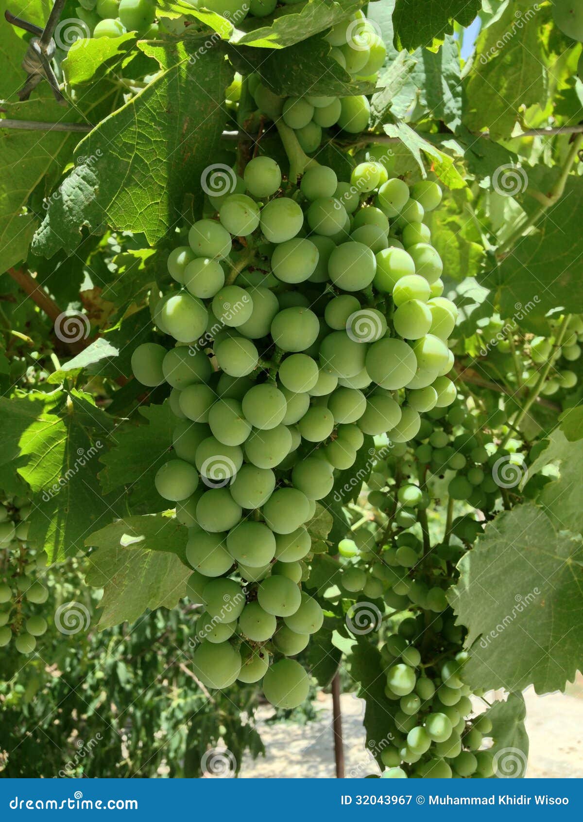Uvas verdes imagen de archivo. Imagen de agricultura - 32043967