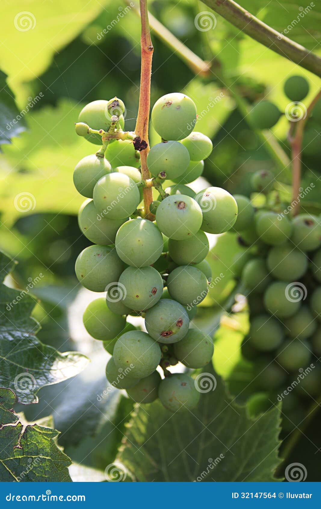 Uvas verdes foto de archivo. Imagen de salvaje, uvas - 32147564