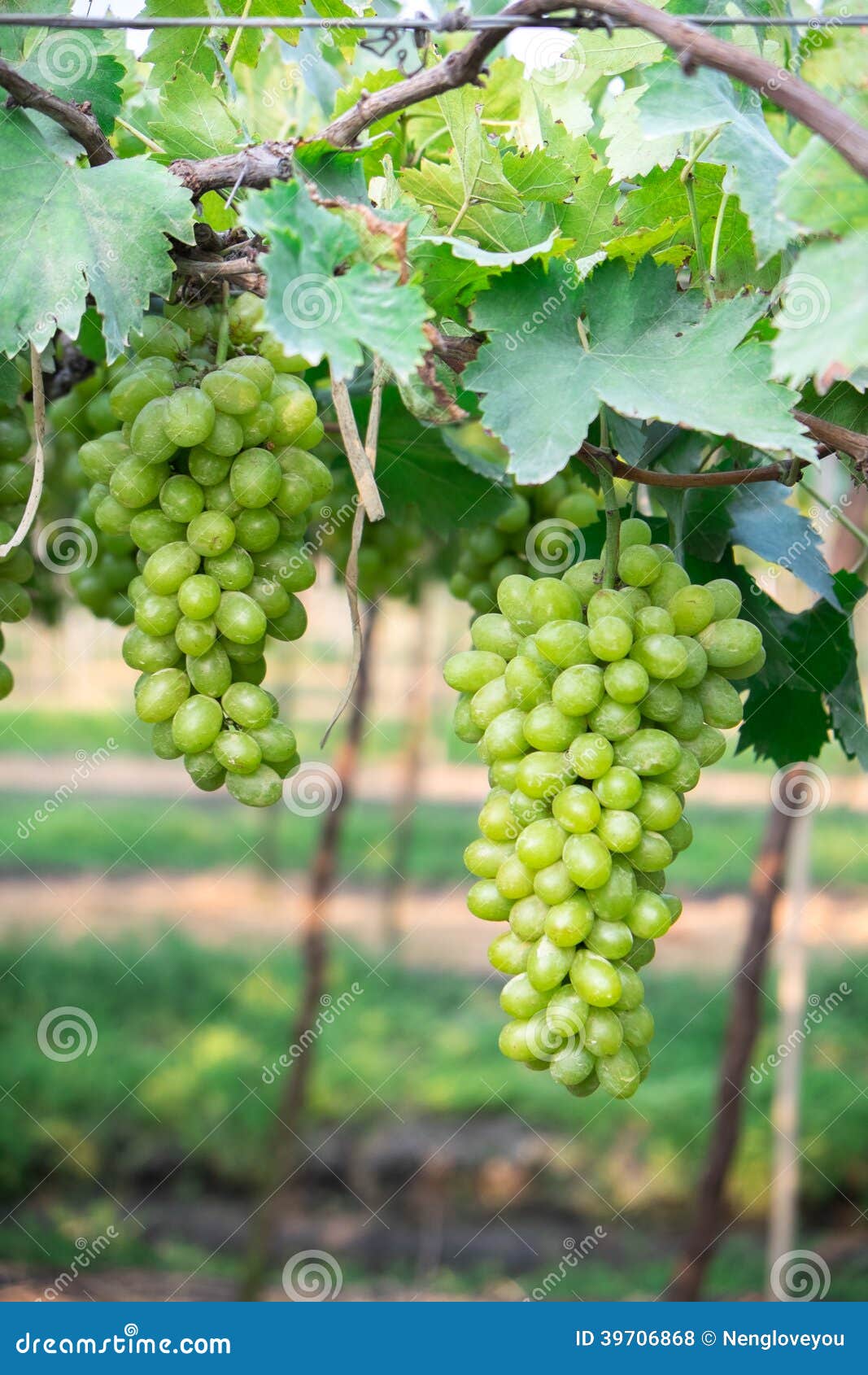 Uvas verdes foto de stock. Imagem de nave, fruta, alimento - 39706868