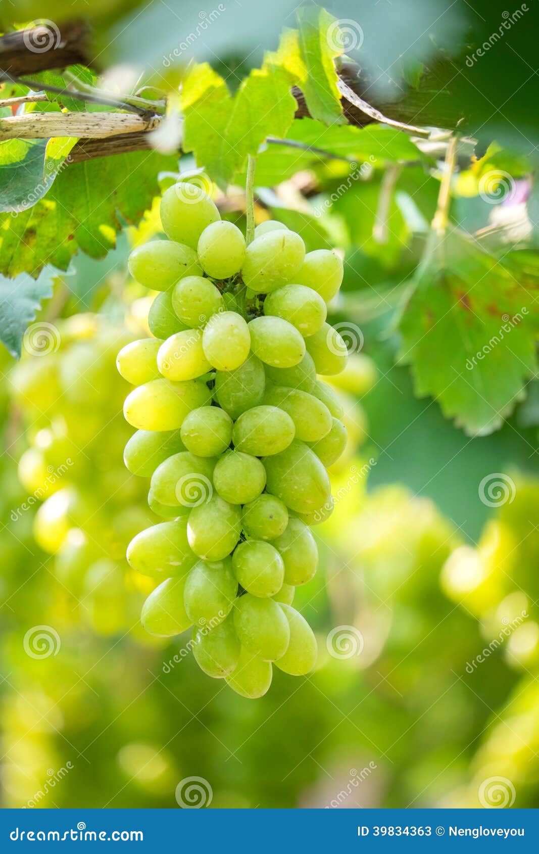 Uvas verdes imagem de stock. Imagem de europeu, caduco - 39834363