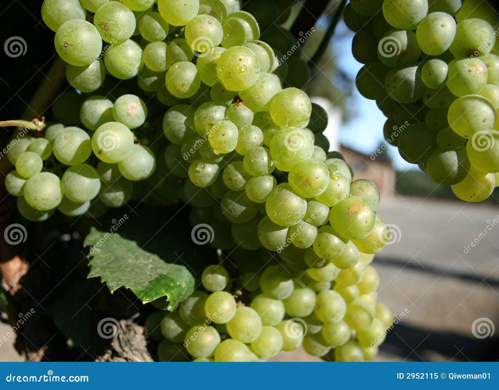Uvas verdes de California imagen de archivo. Imagen de california - 2952115