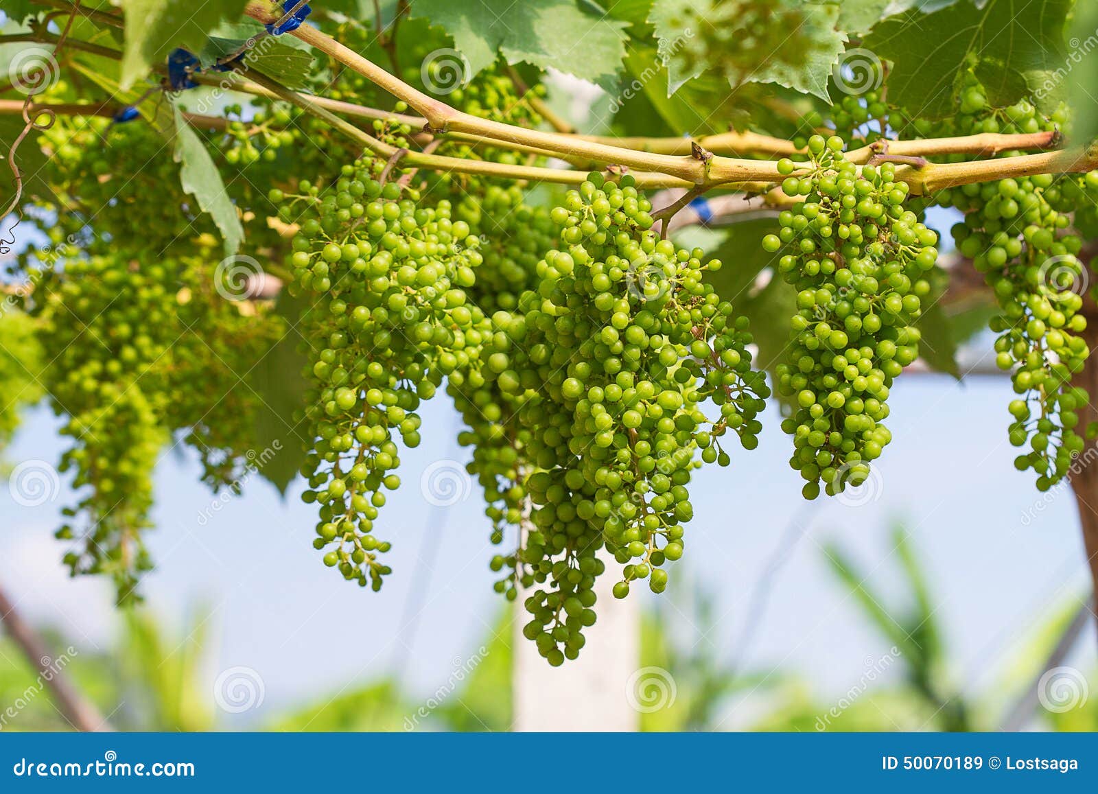 Uvas verdes jovenes imagen de archivo. Imagen de abundante - 50070189