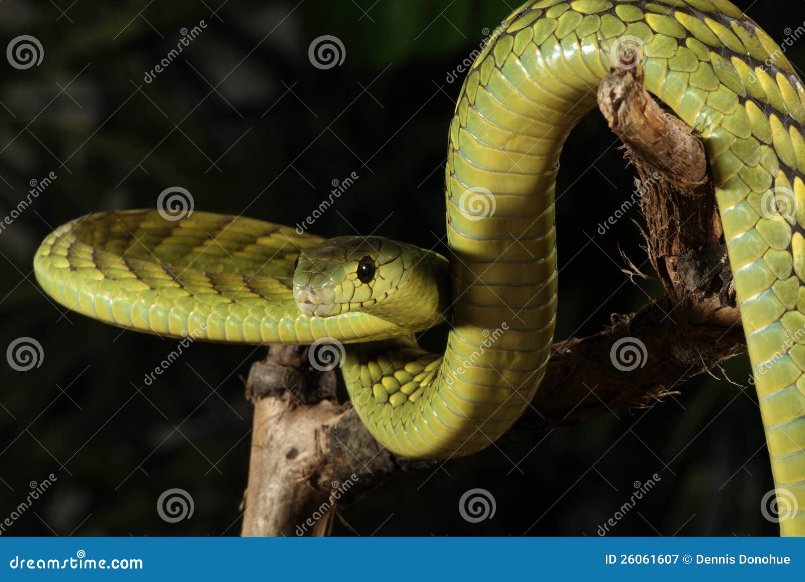 Västra - Afrikansk Grön Mamba Fotografering för Bildbyråer - Bild av ...