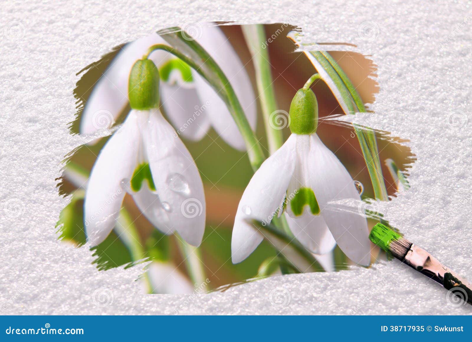 Vårbild med snödroppe. fotografering för bildbyråer. Bild av kronblad ...