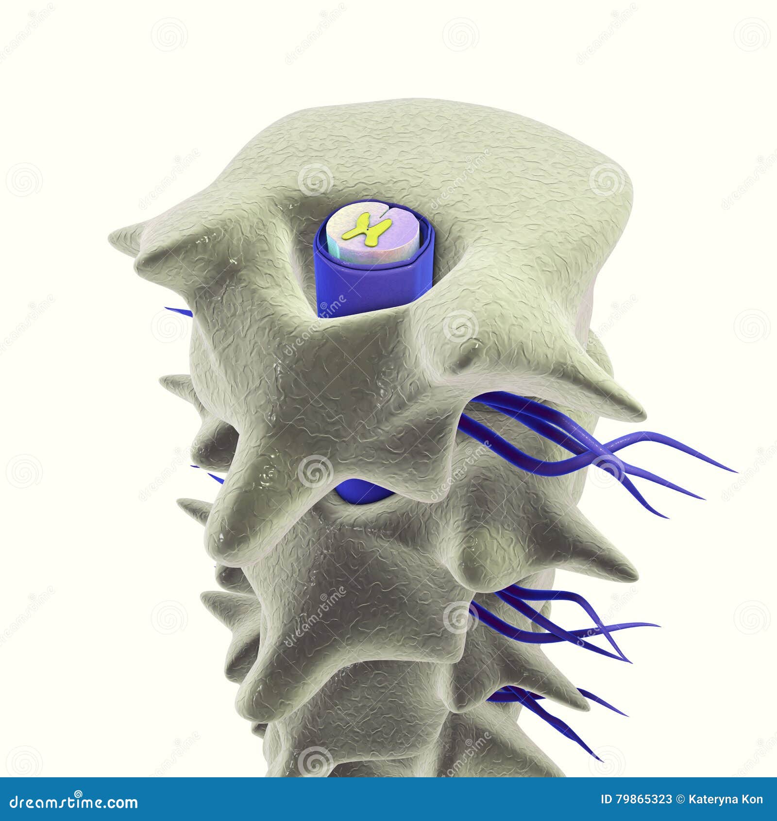 Vértebras Com Medula Espinal Ilustração Stock - Ilustração de nariz ...
