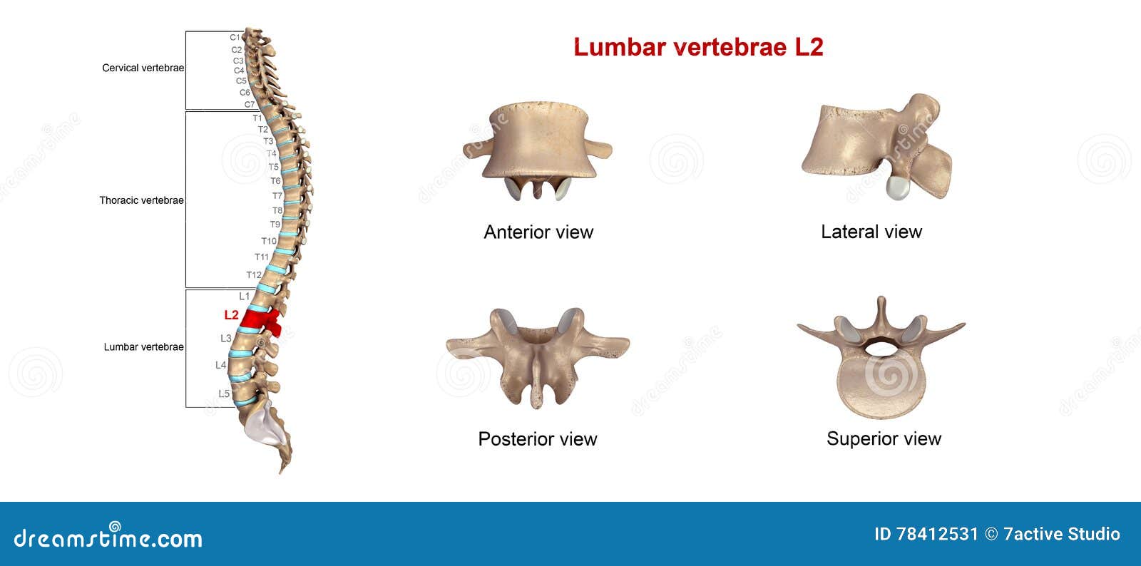 Vértebras lumbares L2 stock de ilustración. Ilustración de lumbar ...
