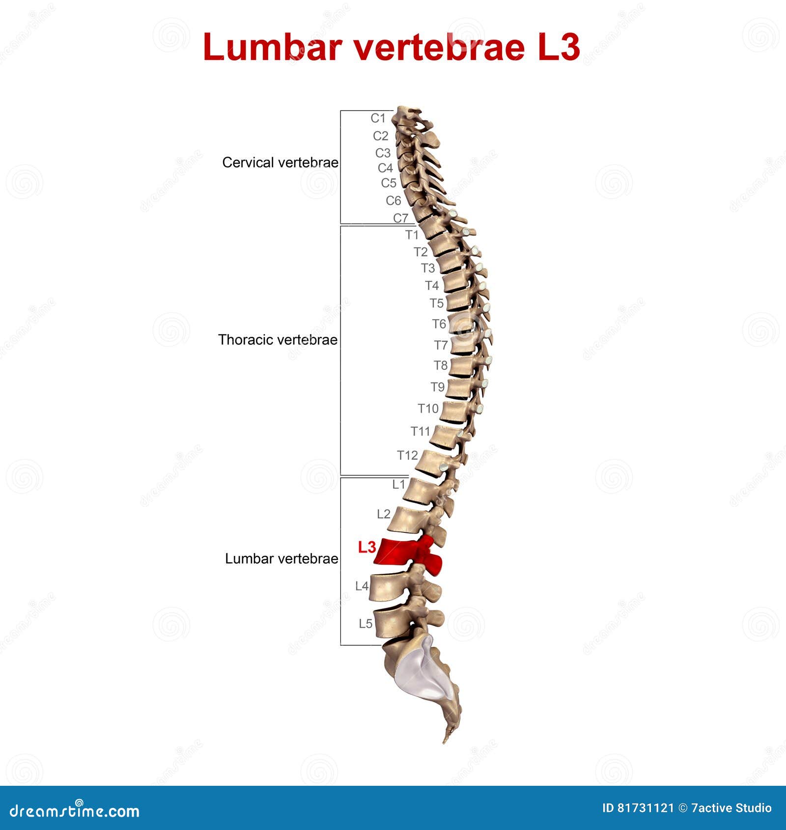 Vértebras lumbares L3 stock de ilustración. Ilustración de backbone ...