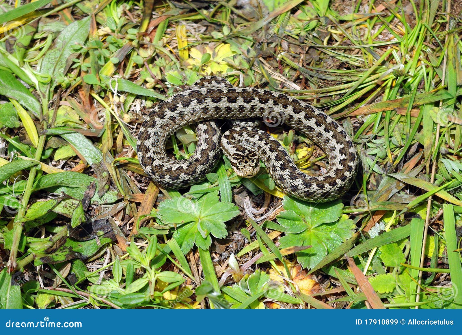 Víbora imagem de stock. Imagem de selvagem, rastejamento - 17910899