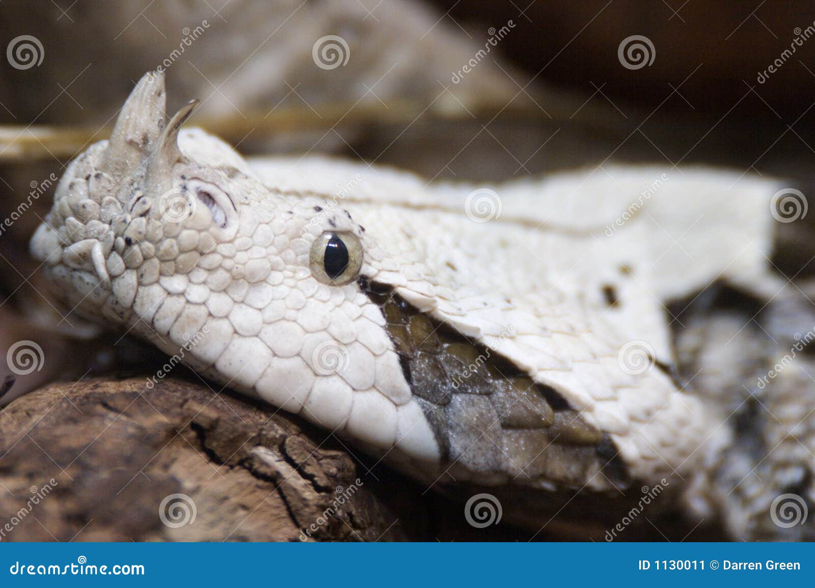 Víbora De Gabon, Bitis Gabonica Imagem de Stock - Imagem de wildlife ...