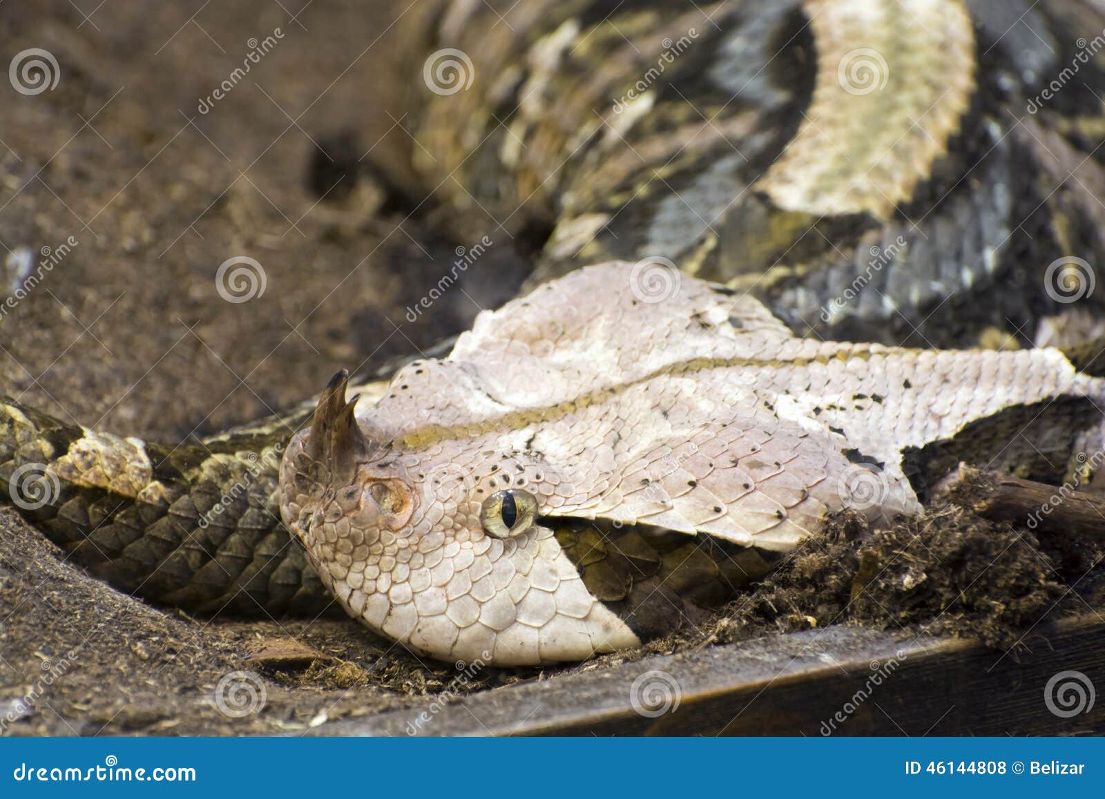 Víbora De Gaboon (Bitis Gabonica) Foto de archivo - Imagen de terrario ...