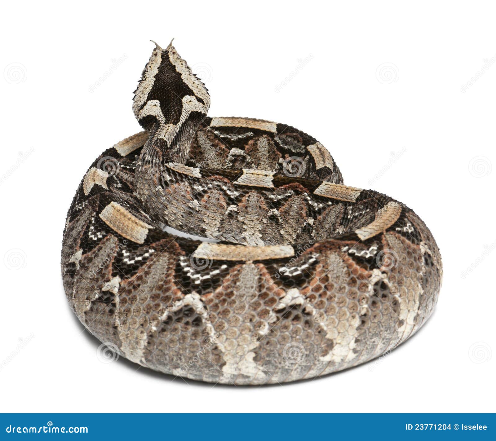 Víbora Do Rinoceronte, Jaque Do Rio Foto de Stock - Imagem de animal ...