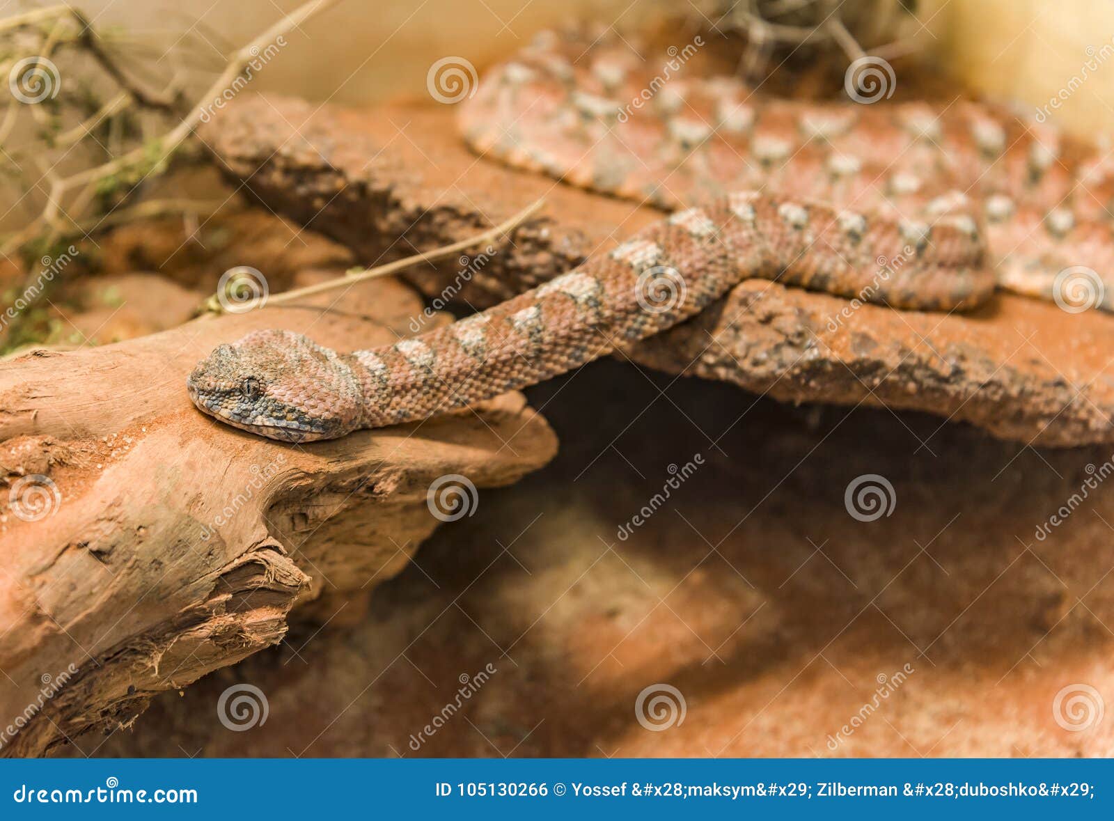Víbora Pit Viper Snake Malayan Do Tapete Na Areia Foto de Stock ...