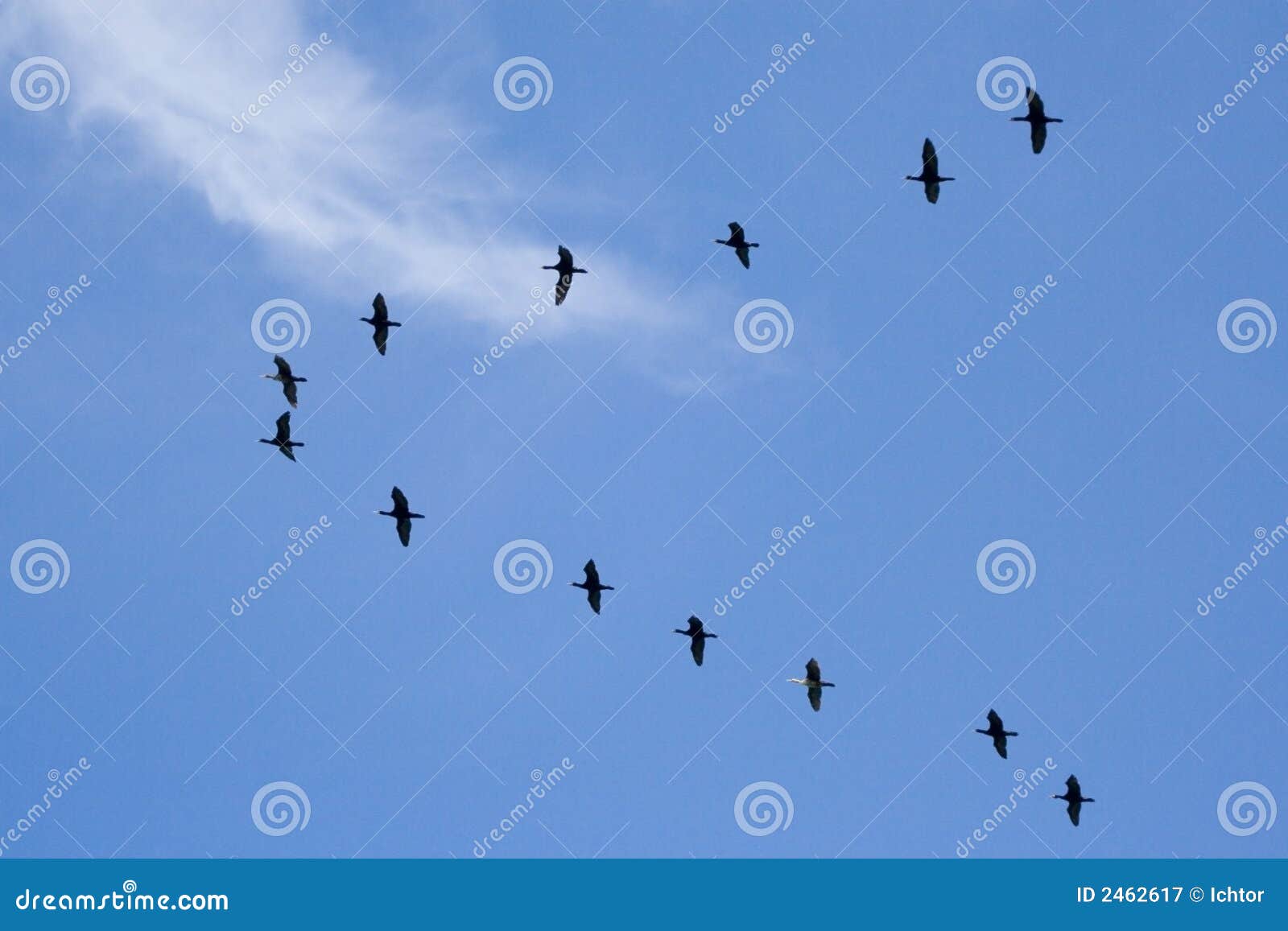 V formation stock image. Image of flap, wildlife, bird - 2462617