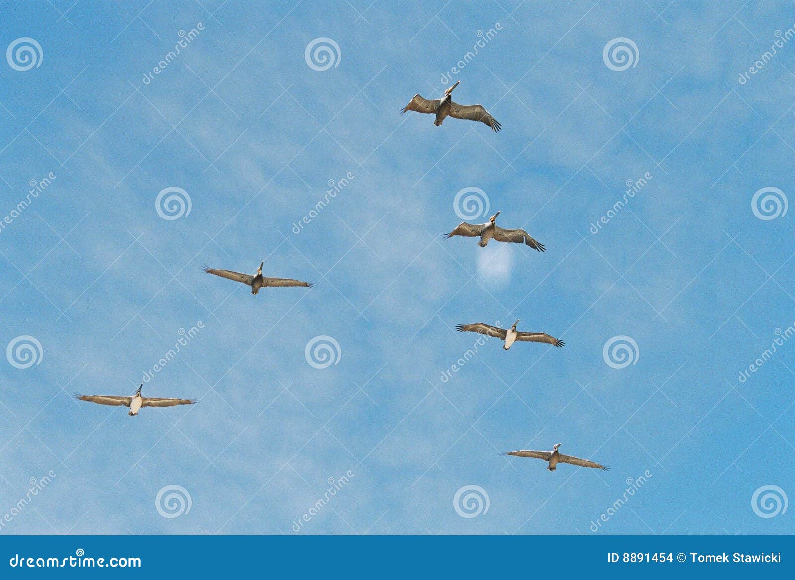 V formation stock photo. Image of clouds, birds, attack - 8891454