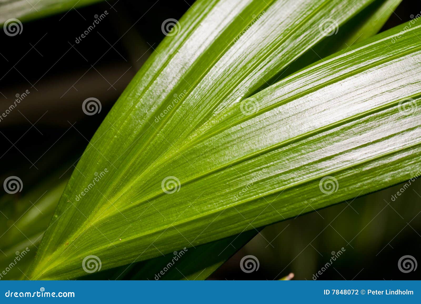 V formed stock photo. Image of special, vegetation, detail - 7848072