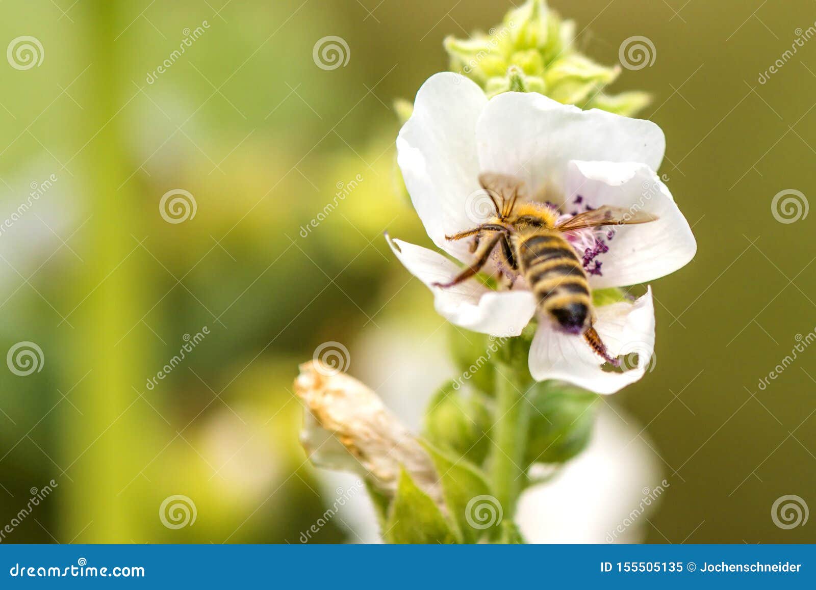 Honey Bee on a Flower of a Marshmallow Stock Image - Image of honey ...