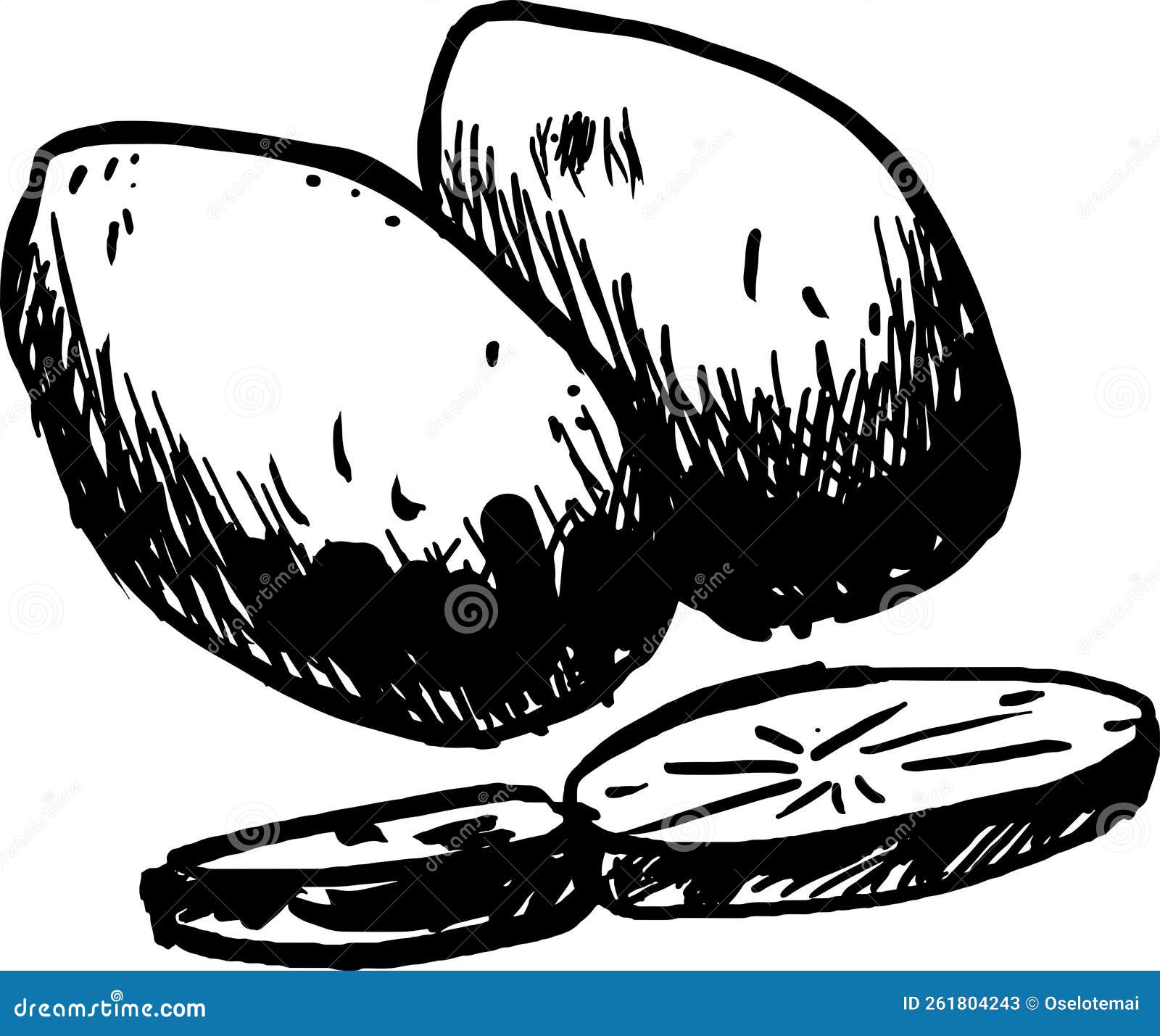 Sketch of a cassava leaf stock vector. Illustration of root - 261804243