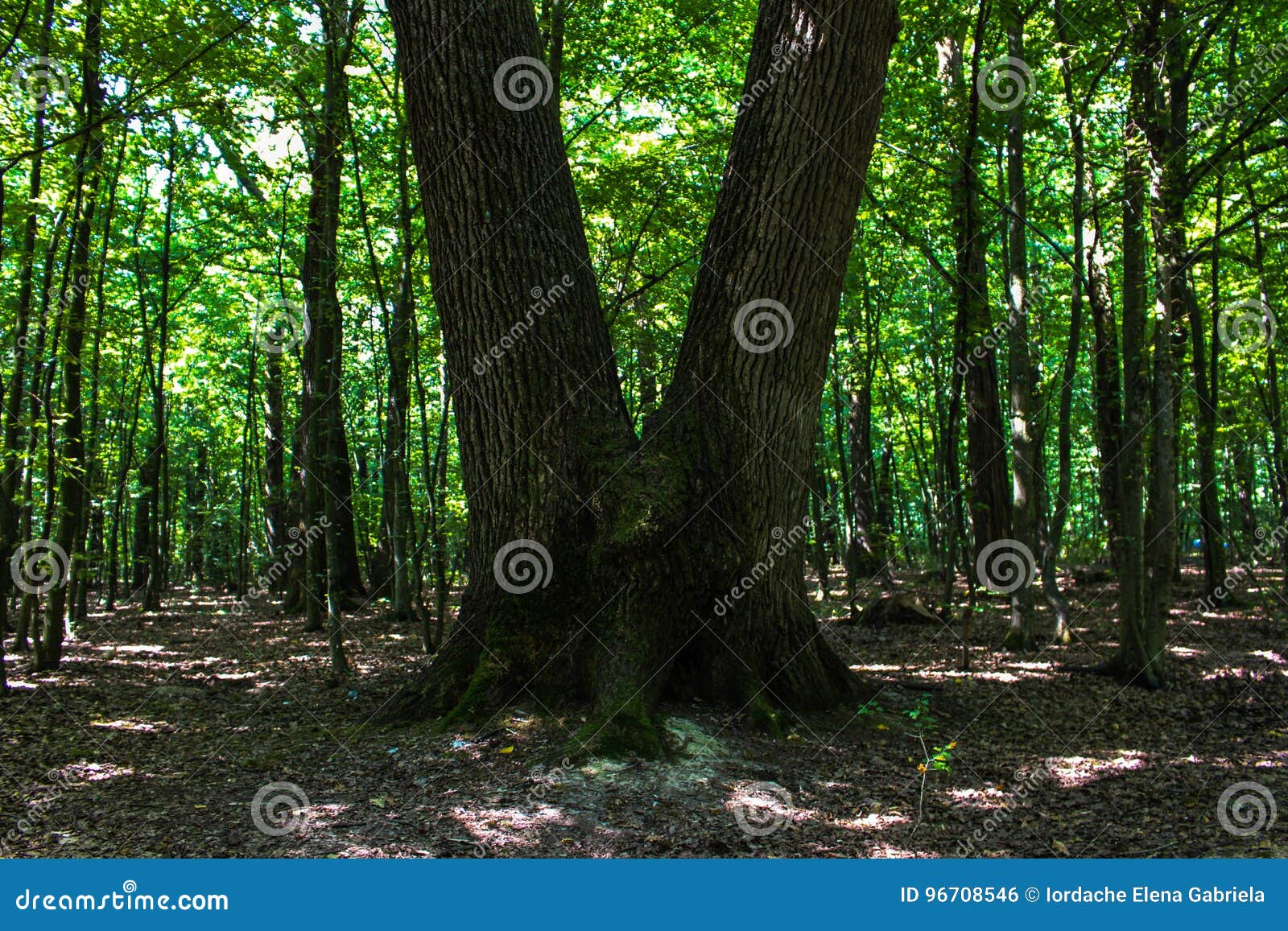 A v shape tree stock photo. Image of floral, nature, enchanted - 96708546