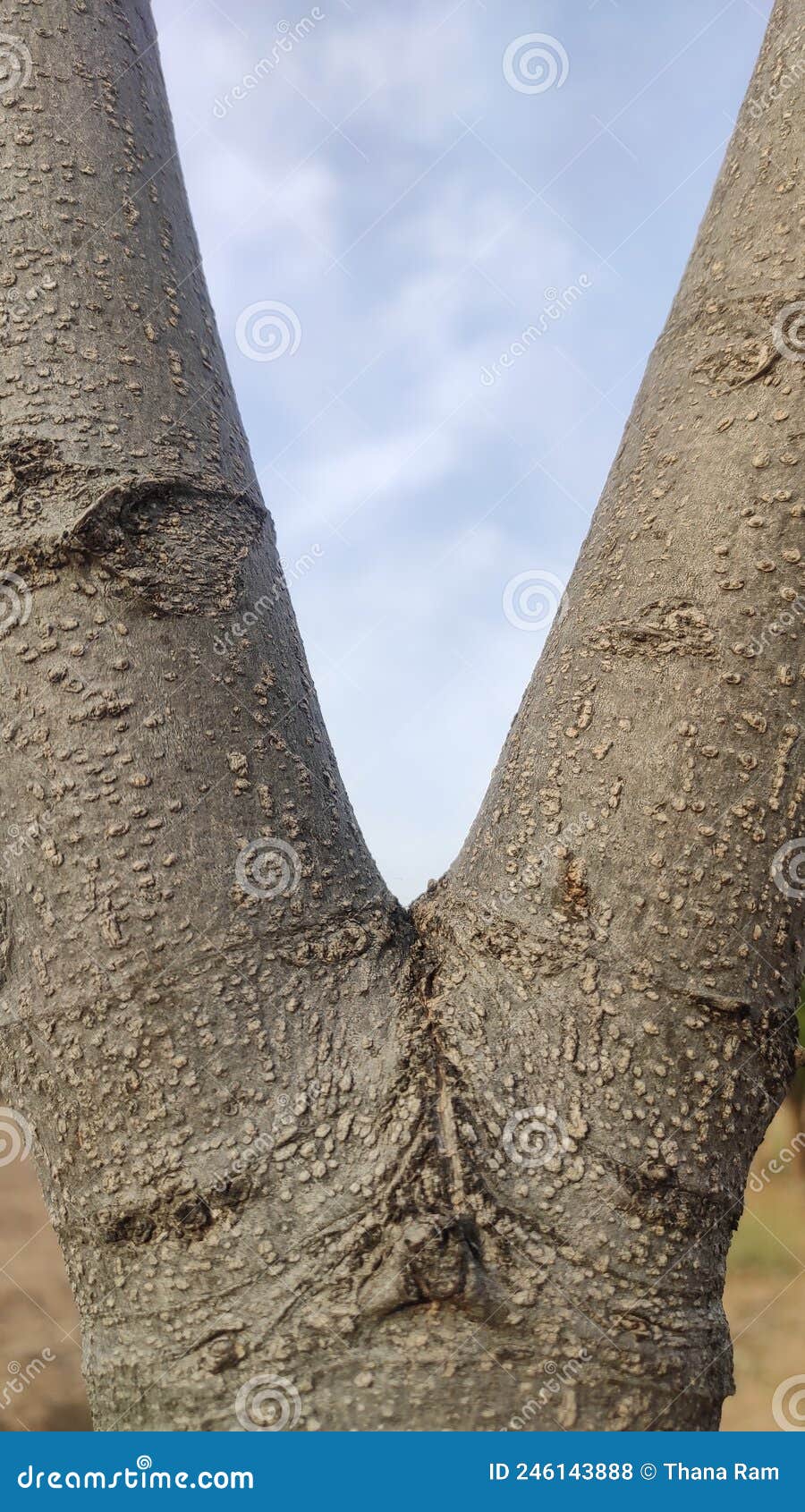 V Shape Tree Trunk, Close Up Image Stock Photo - Image of wild, timber ...