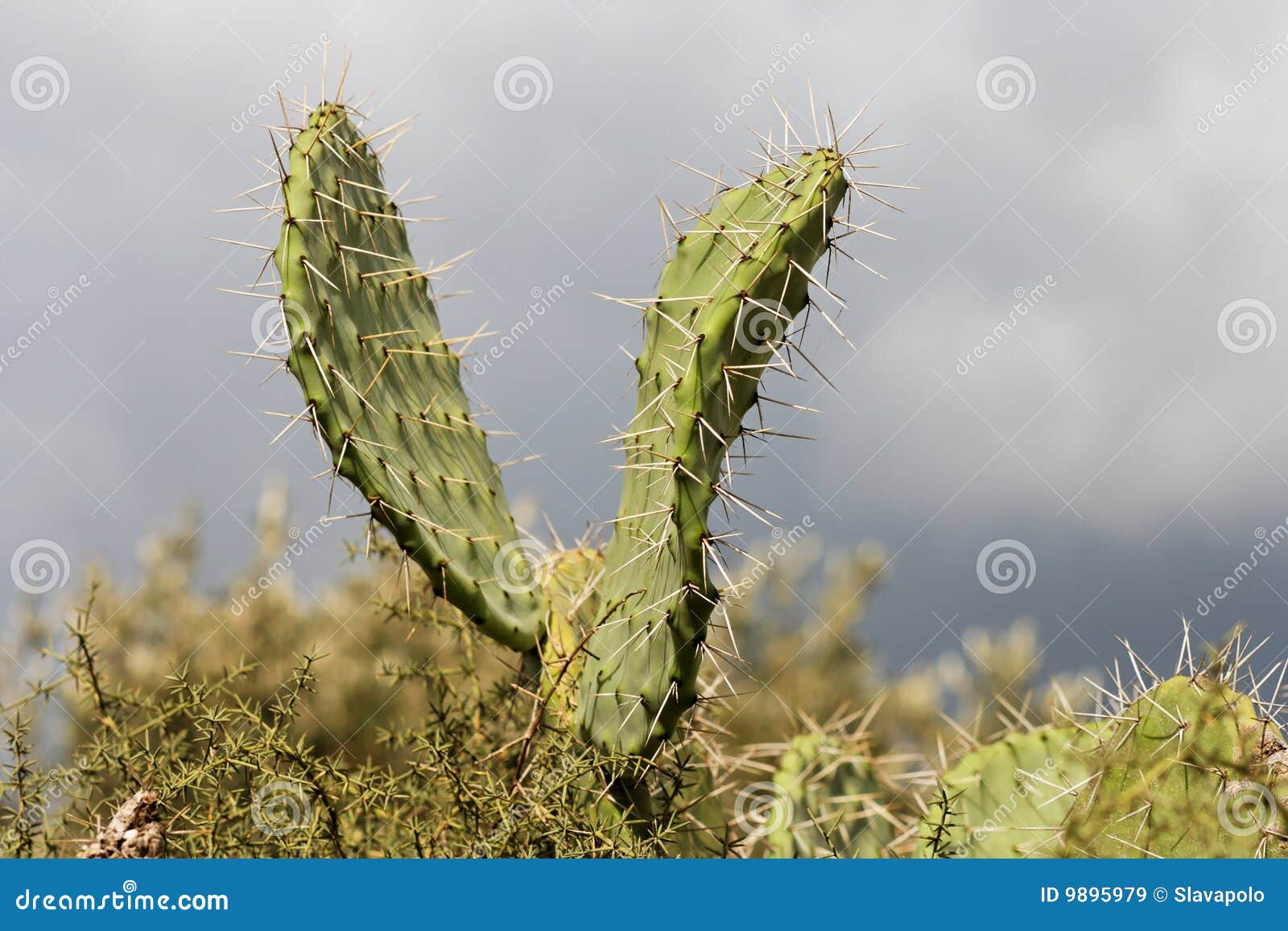V-shaped Leaves of Zabar Cactus Stock Image - Image of plant, arid: 9895979