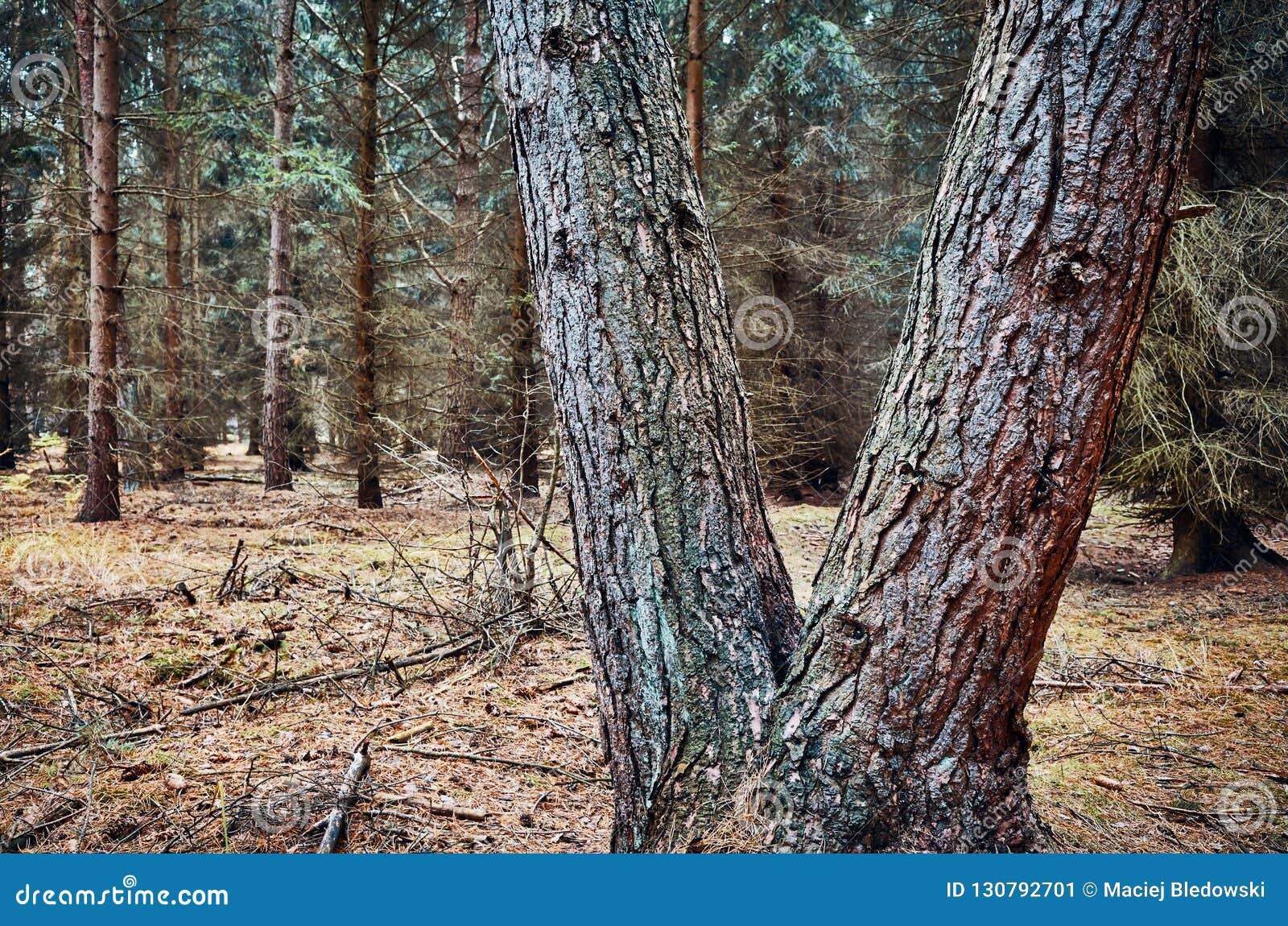 V Shaped Tree in a Dark Forest. Stock Image - Image of bark, branch ...