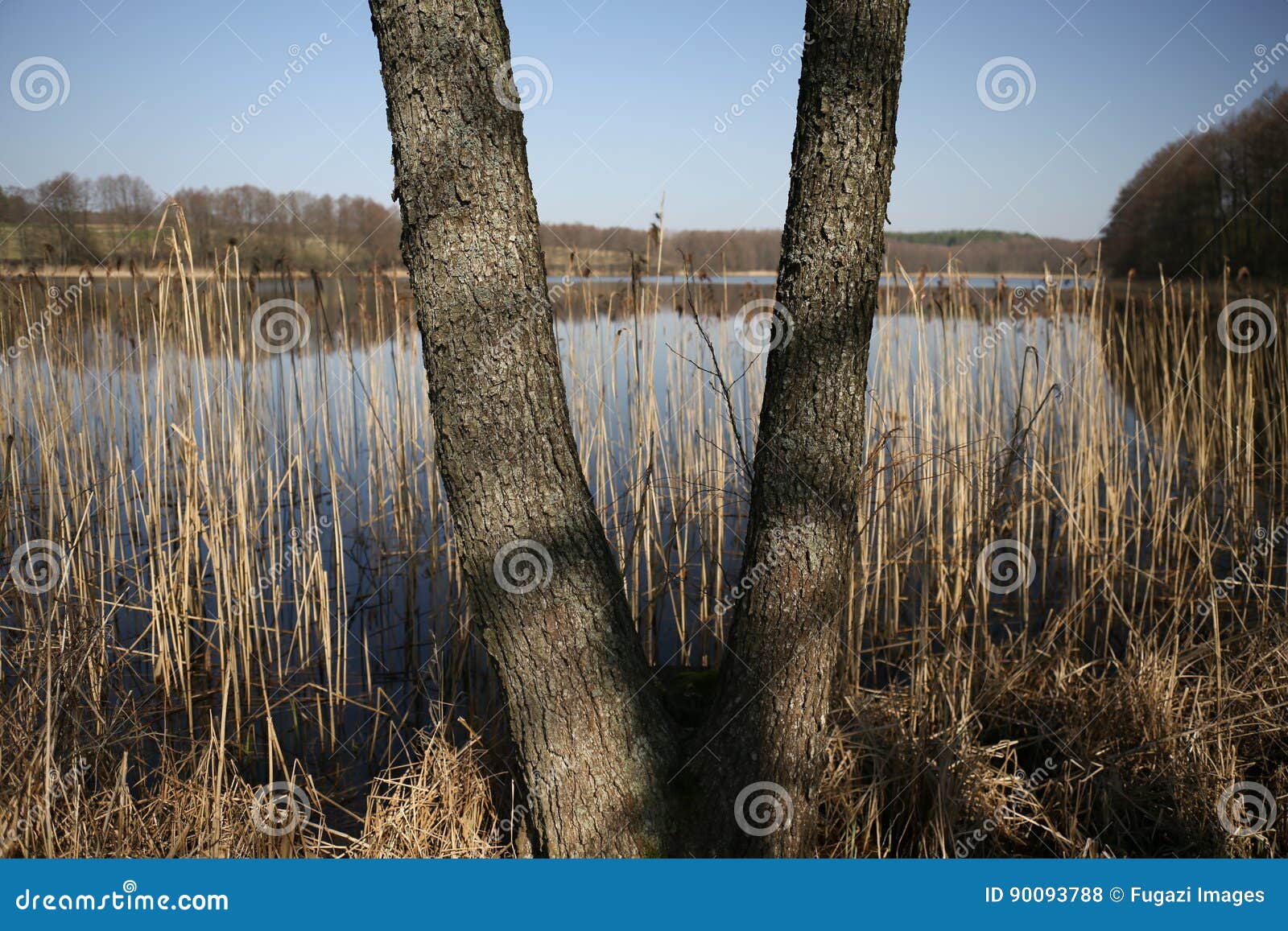 V Shaped Tree Growing in Lakeside Lithuania Stock Photo - Image of ...
