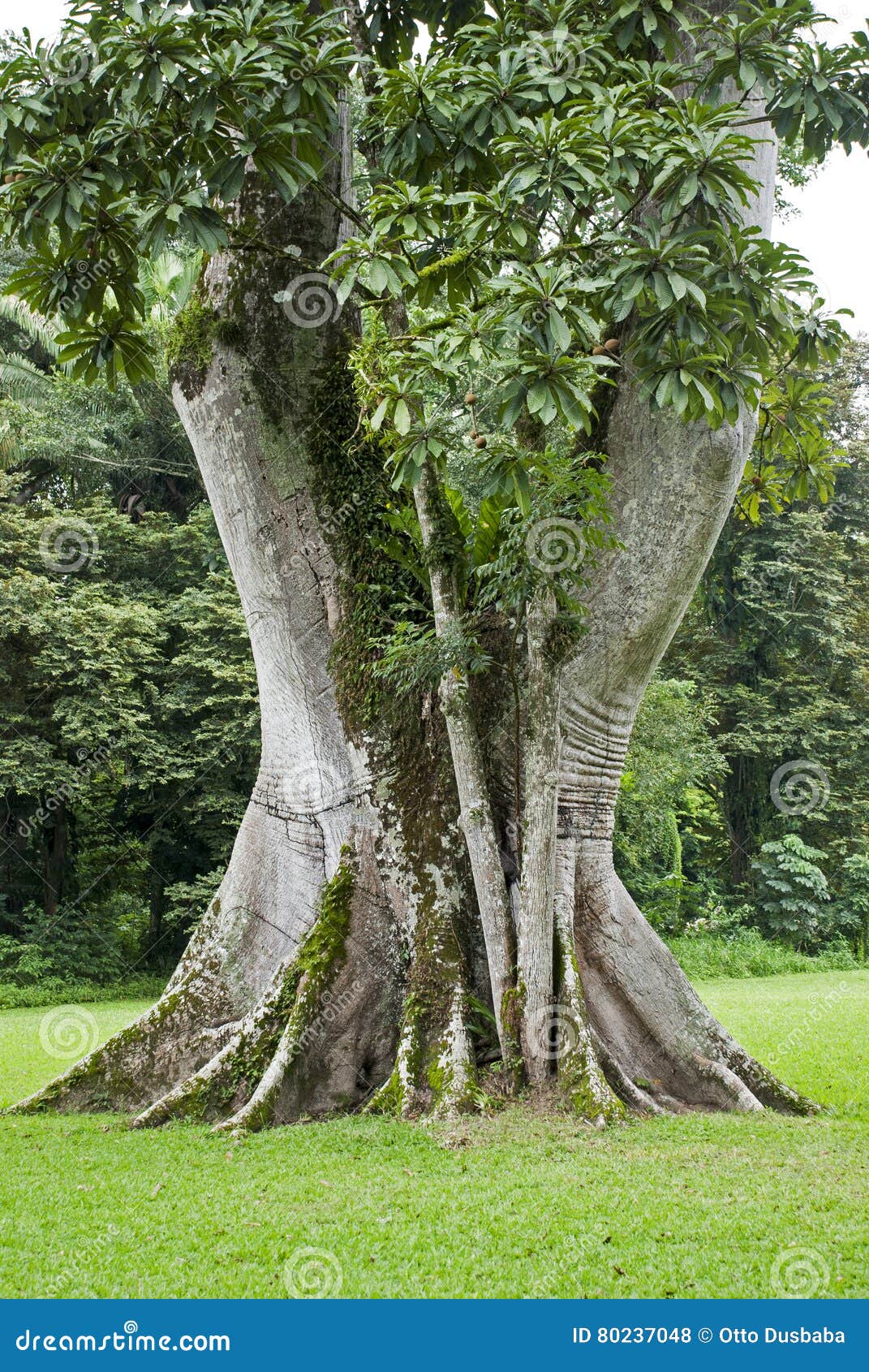 V shaped tree trunk stock photo. Image of forest, trees - 80237048