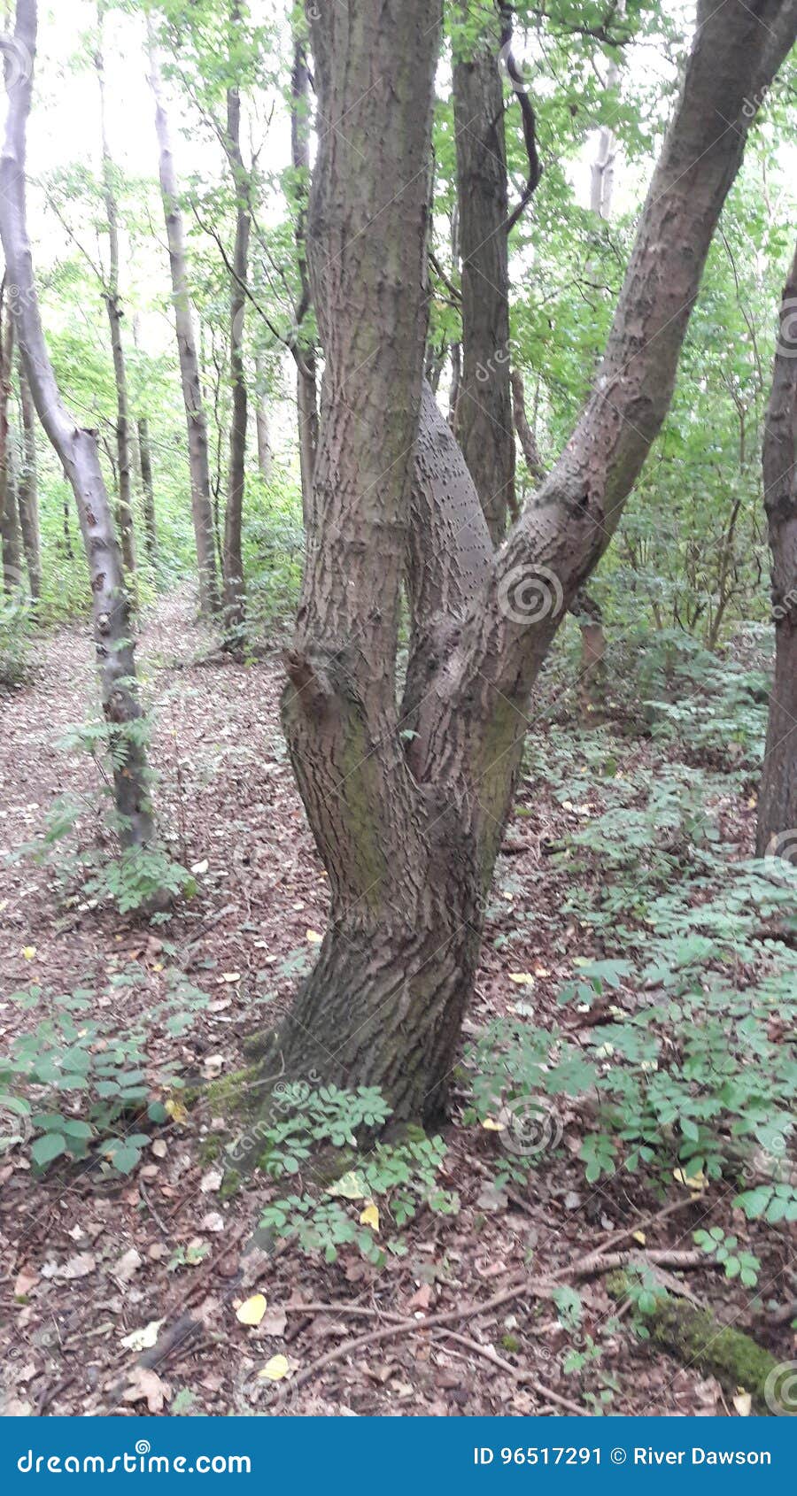 15 V Shaped Tree Trunk Photos - Free & Royalty-Free Stock Photos from ...