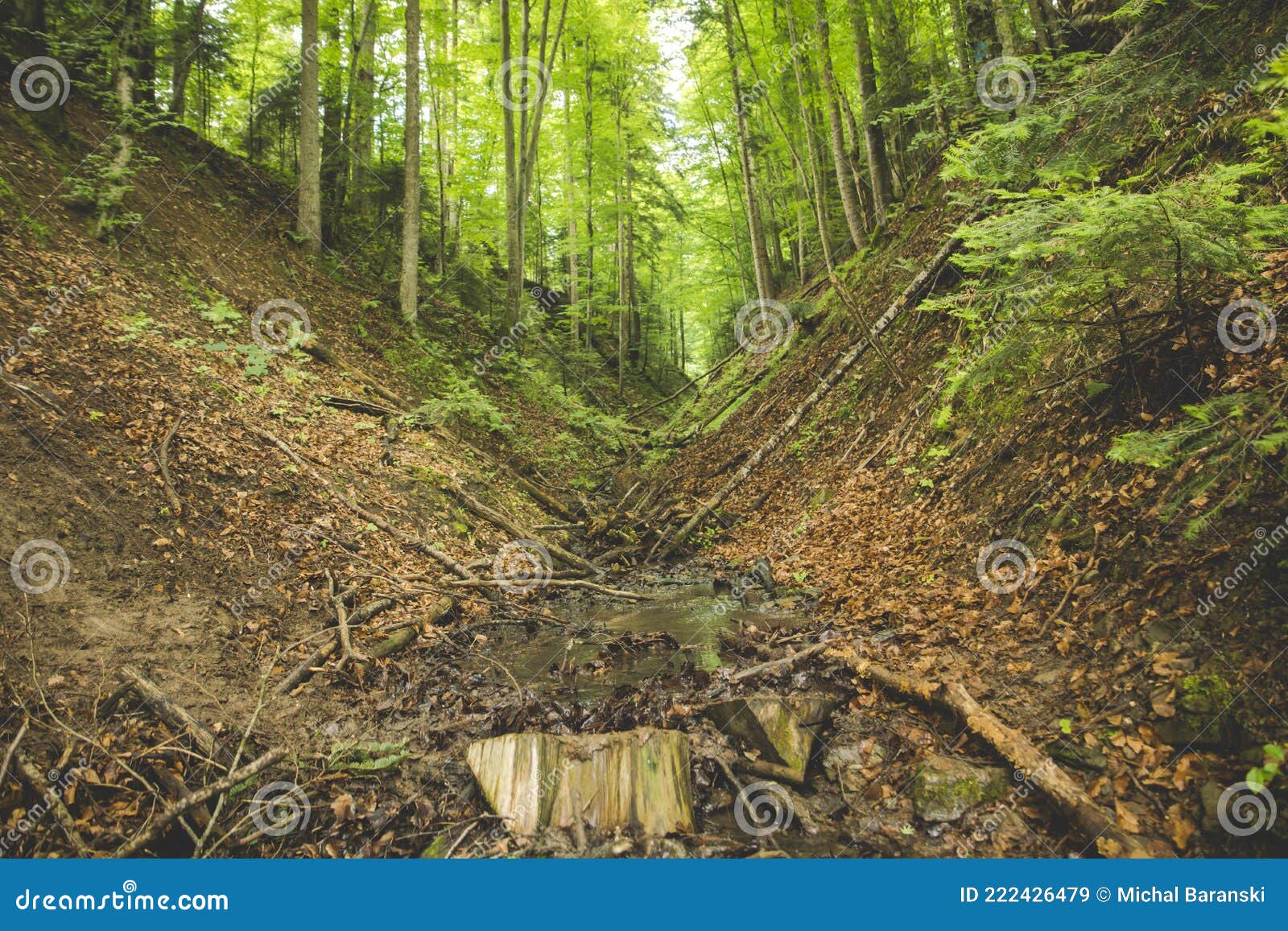 V Shaped Valley Inside of a Forest Stock Image - Image of woods, trees ...