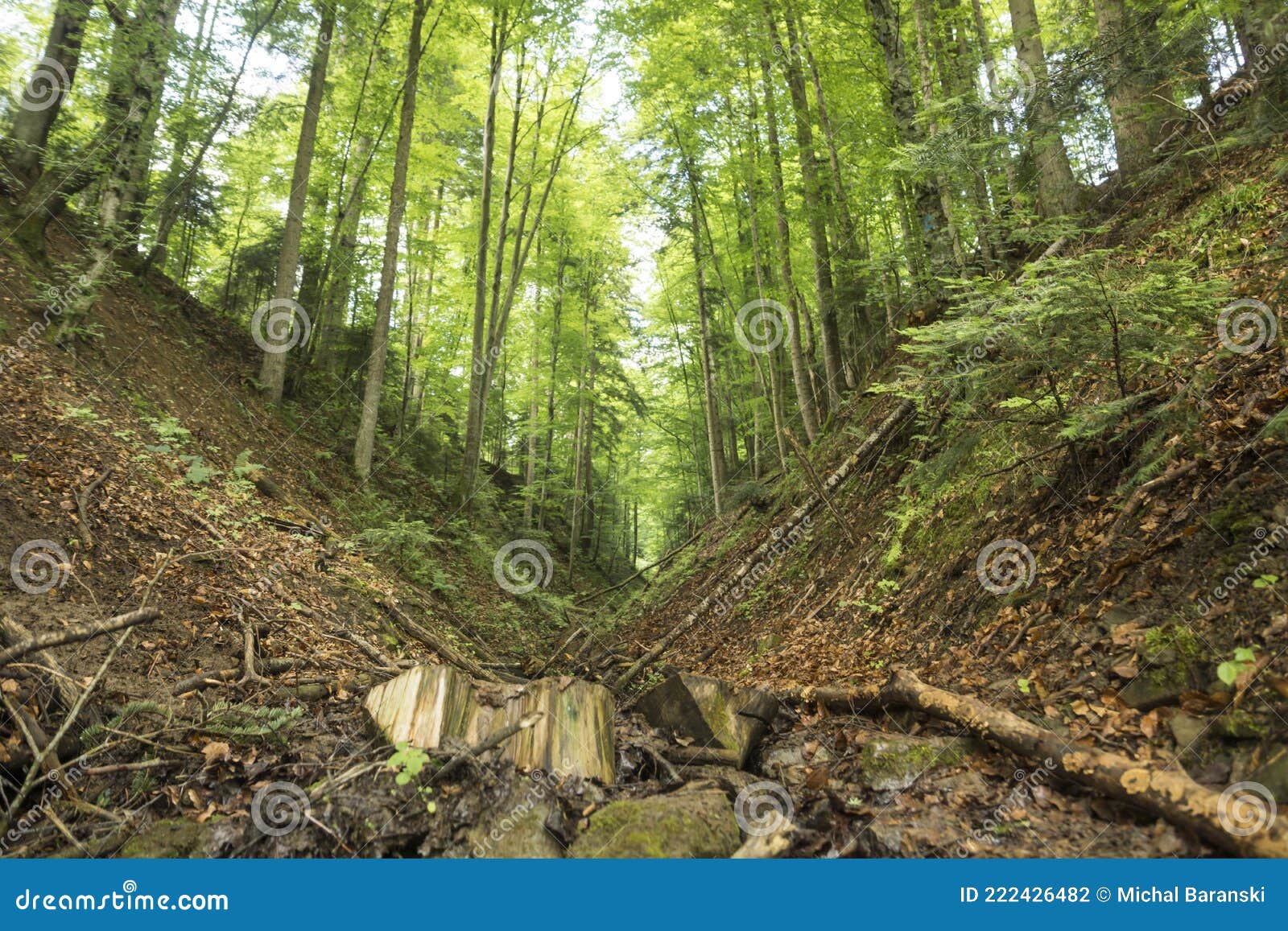V Shaped Valley Inside of a Forest Stock Photo - Image of valley ...